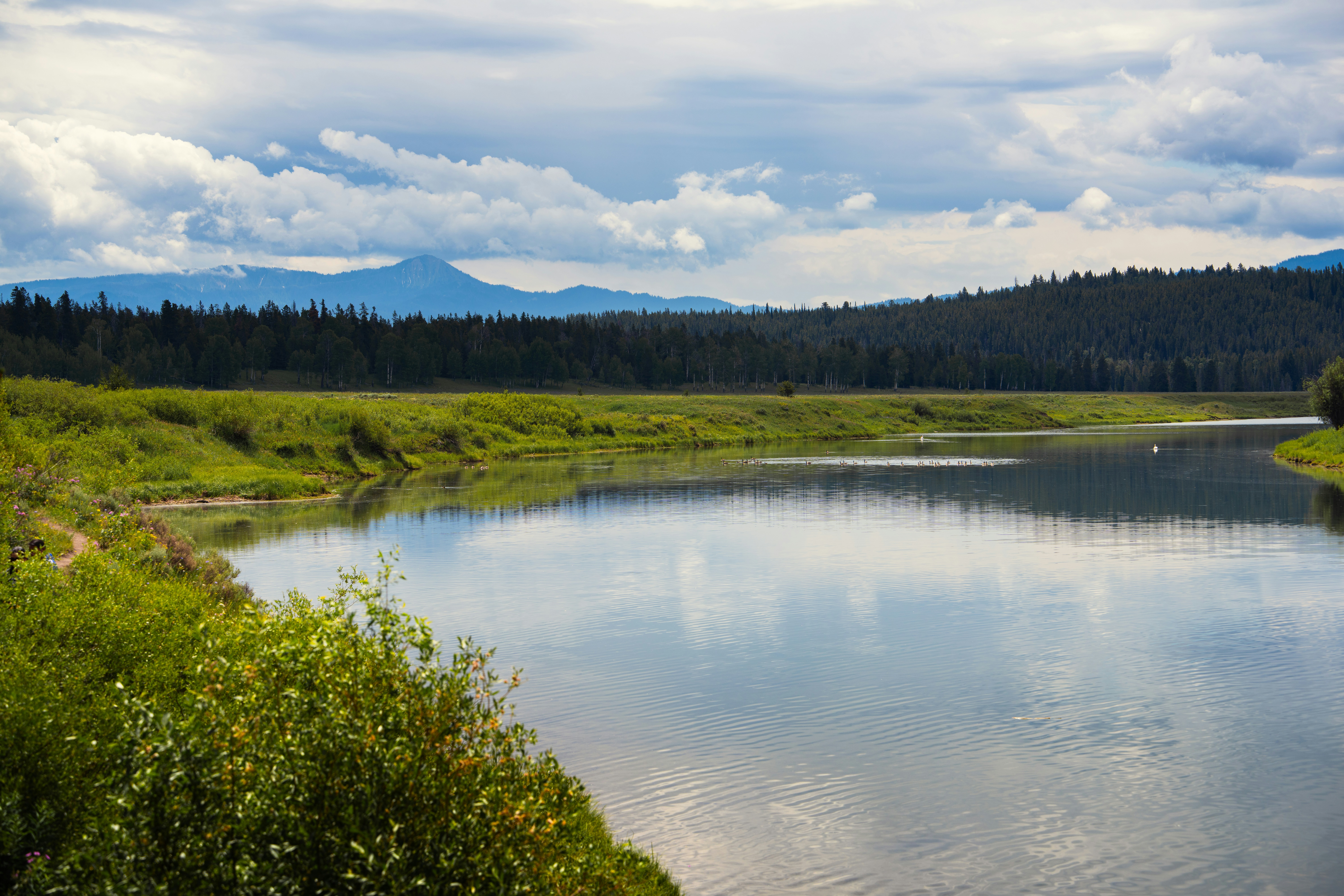 A calm river winds through lush green meadows, reflecting a partly cloudy sky. Dense evergreen forests border the scene, with a distant blue mountain rising against the horizon. The peaceful water mirrors the surrounding landscape, creating a serene and tranquil atmosphere.
