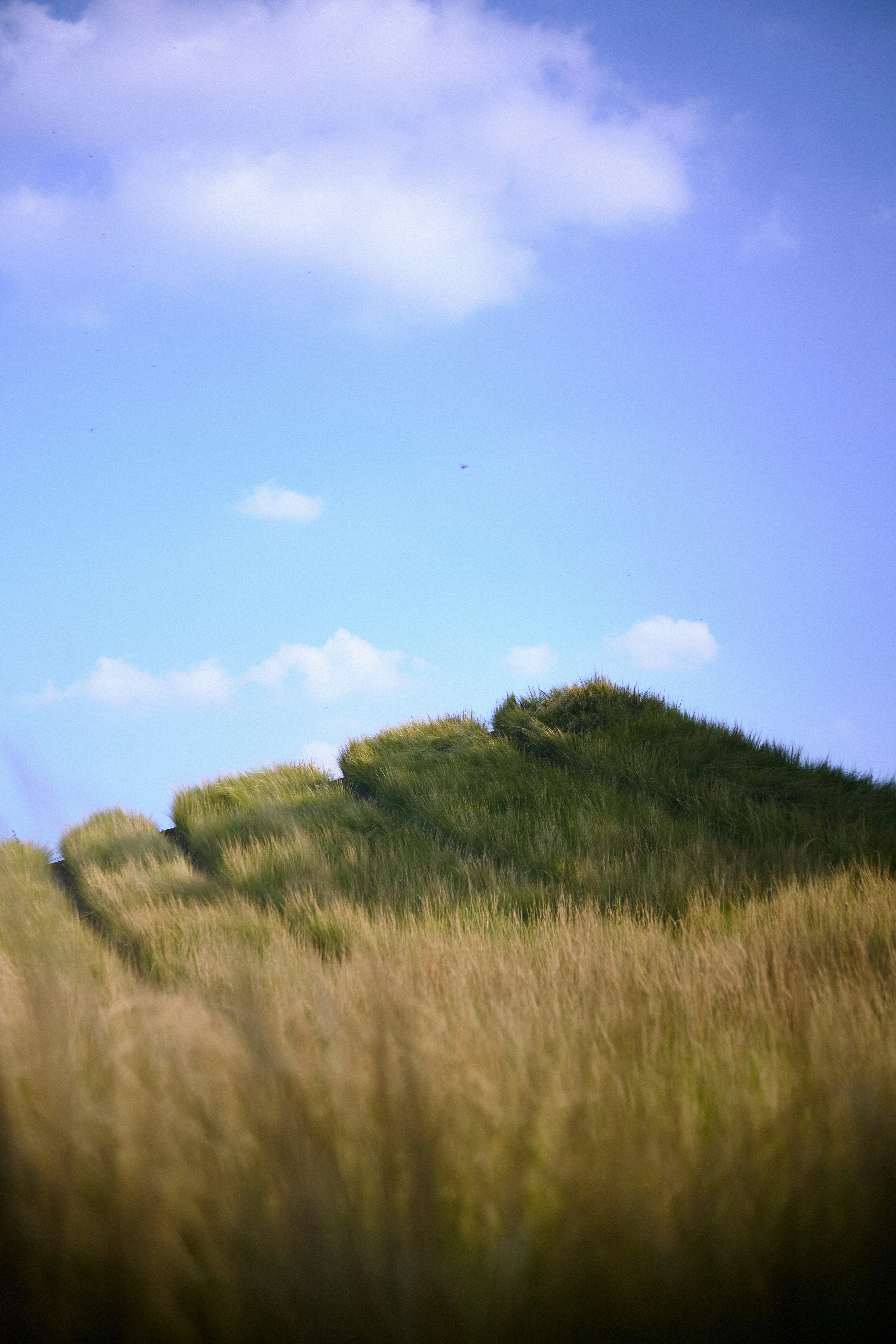 Whispers of the Wind on Rolling Hills