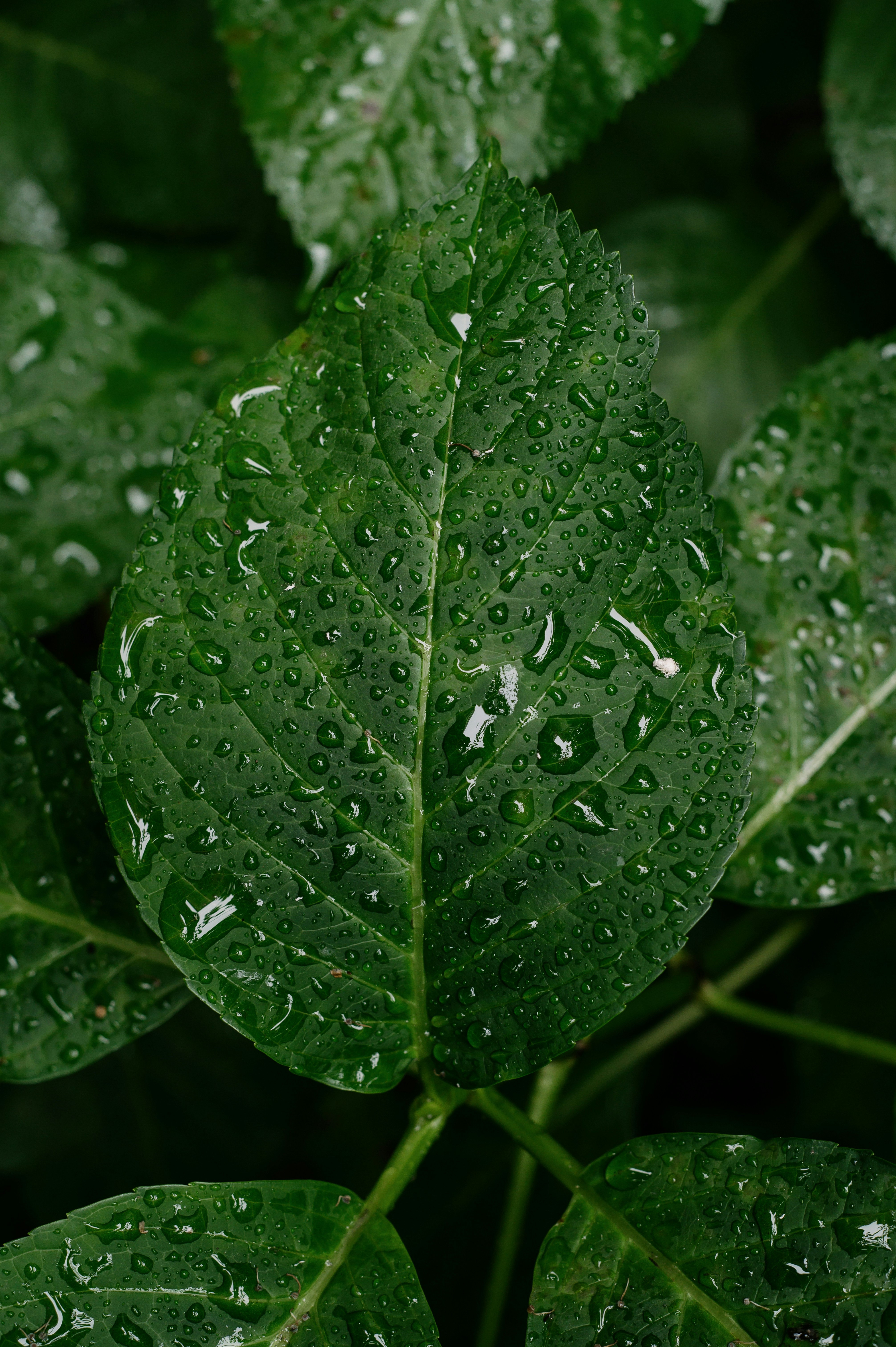 A small leaf with water droplets | Green leaves with water droplets after rain