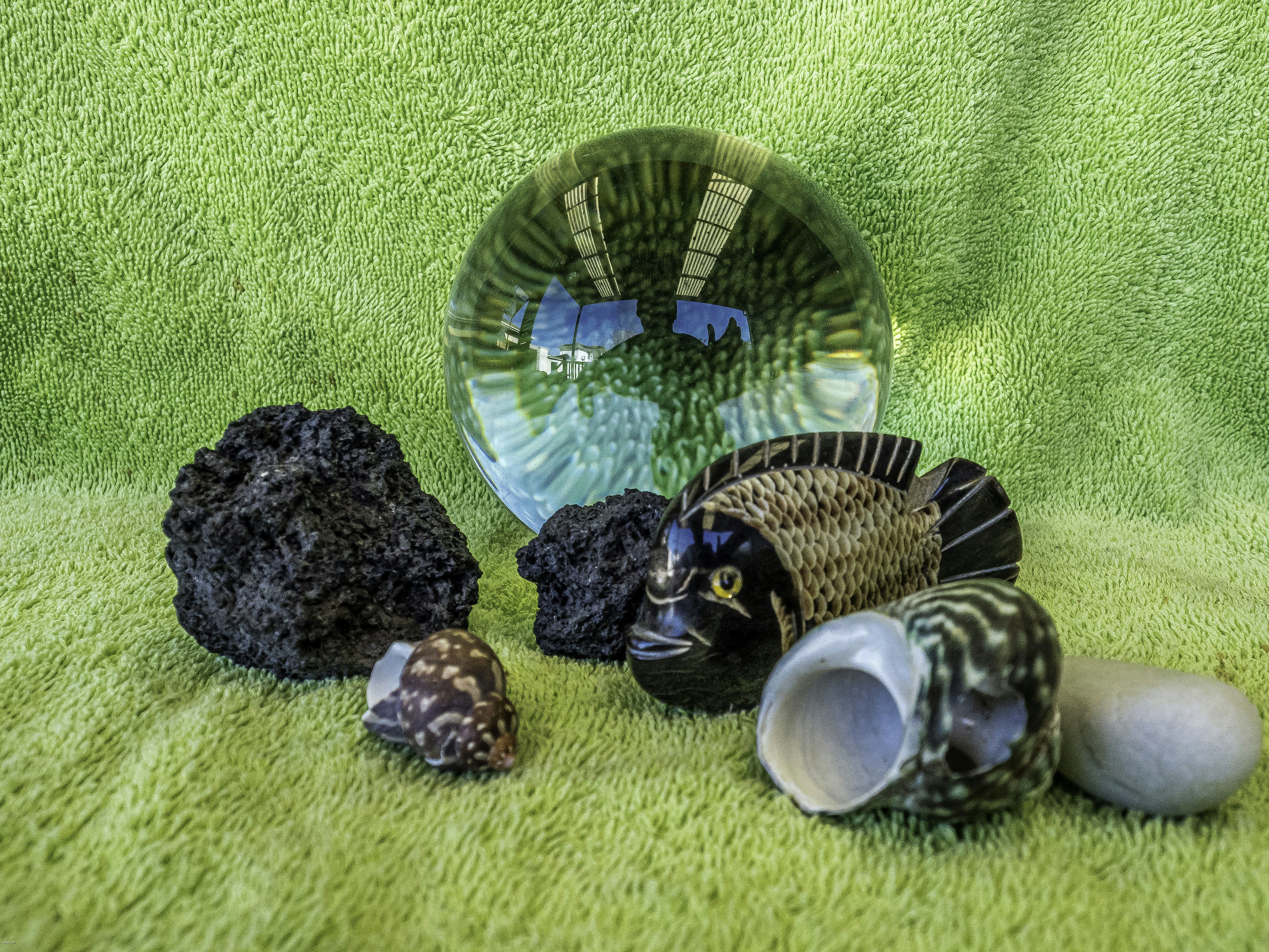 Oceanic Treasures: A Still Life of Nature's Wonders