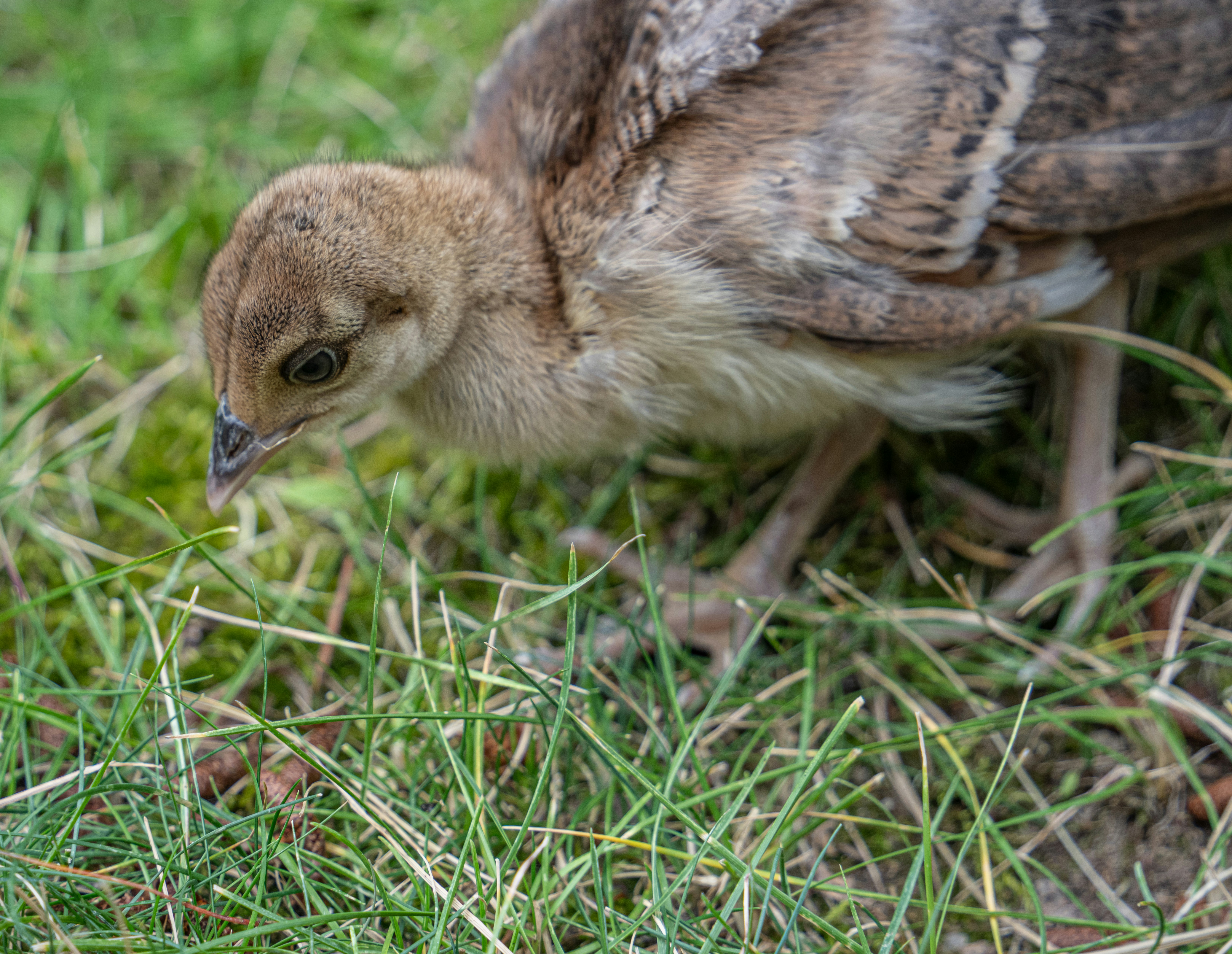 Curious Chick on a Quest