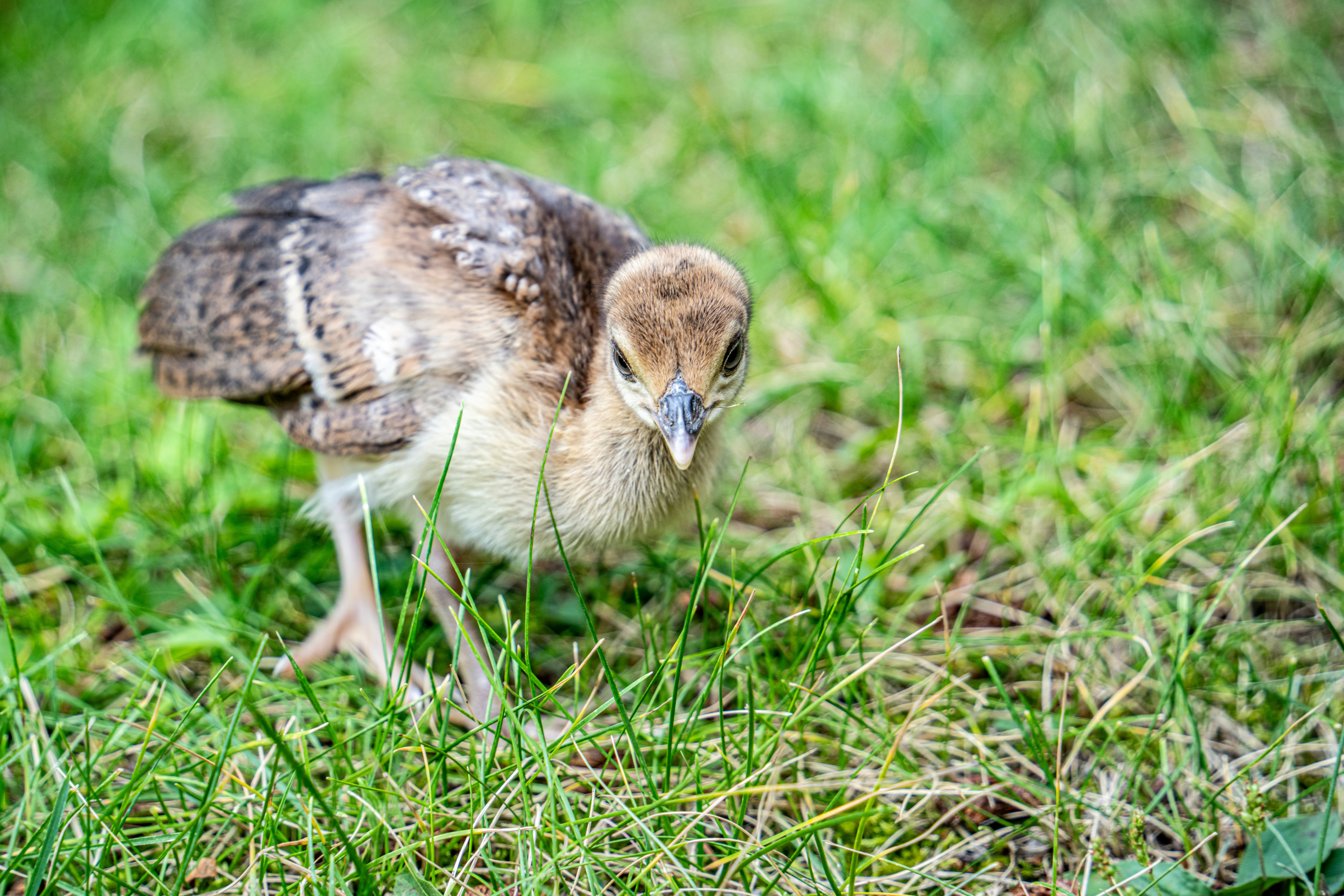 Duckling's cautious trek through a dew-damp meadow