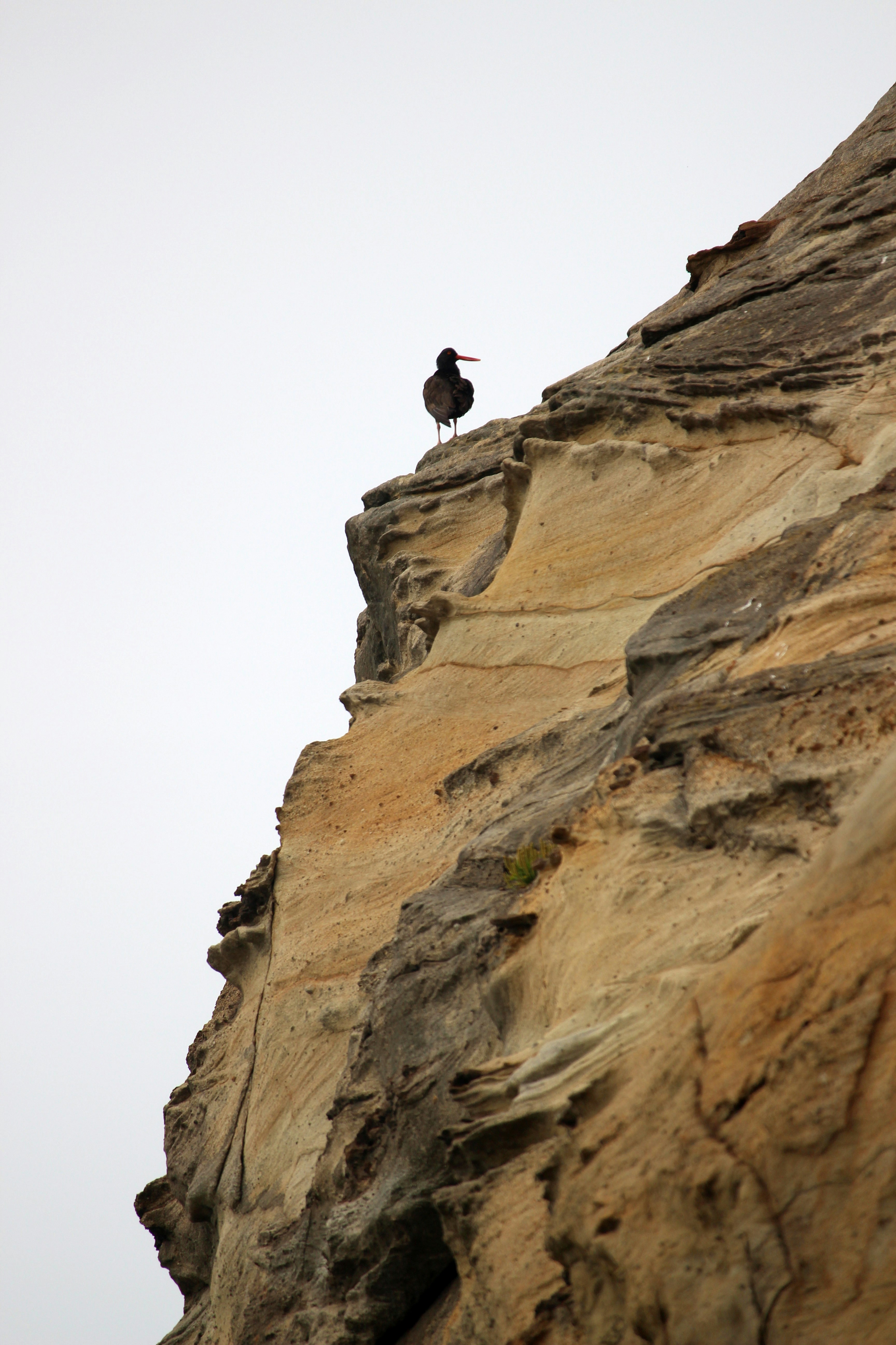 A bird perched on a rocky cliff edge