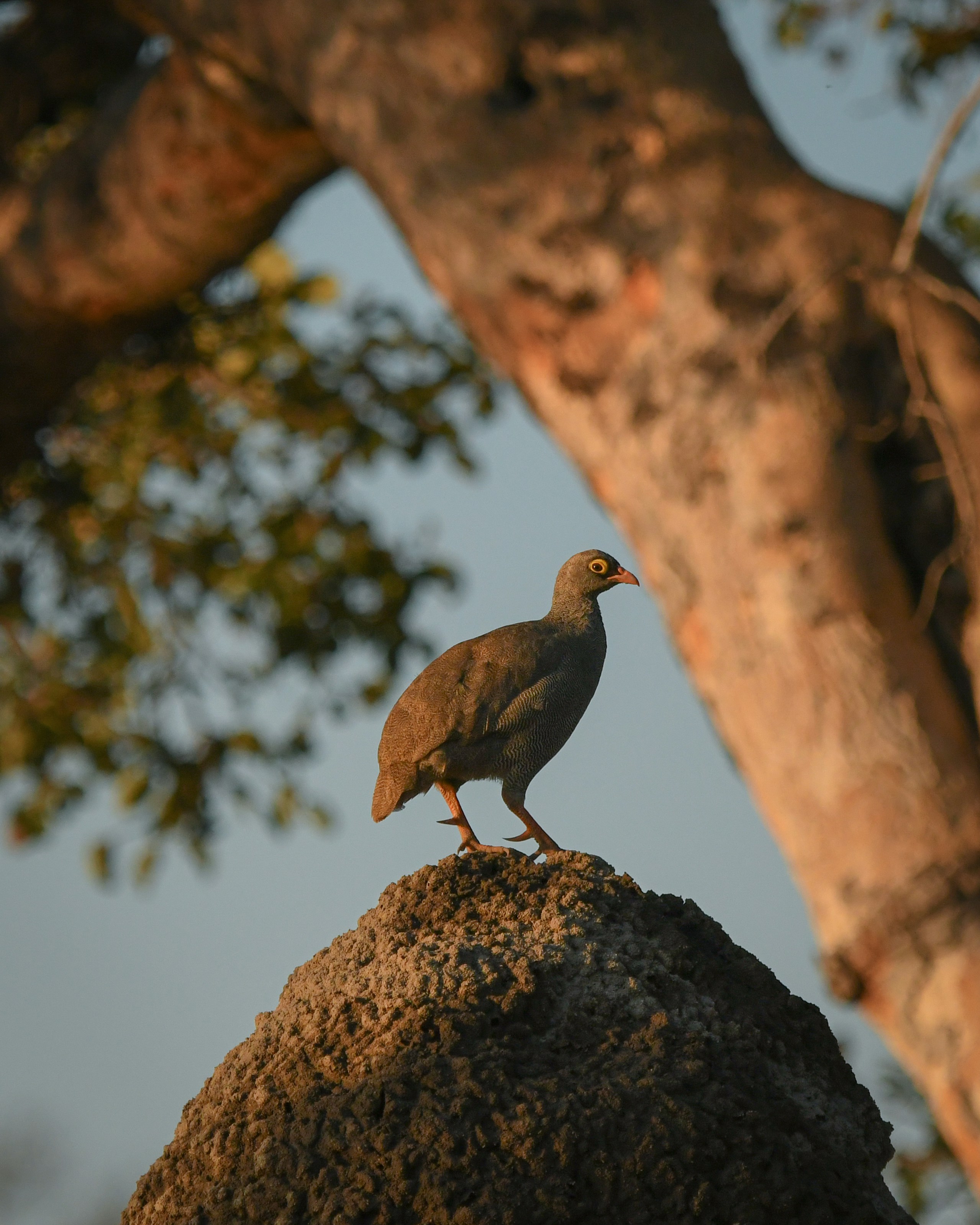 Rook on the Rock: A Black Coot Crowned by Golden Hour