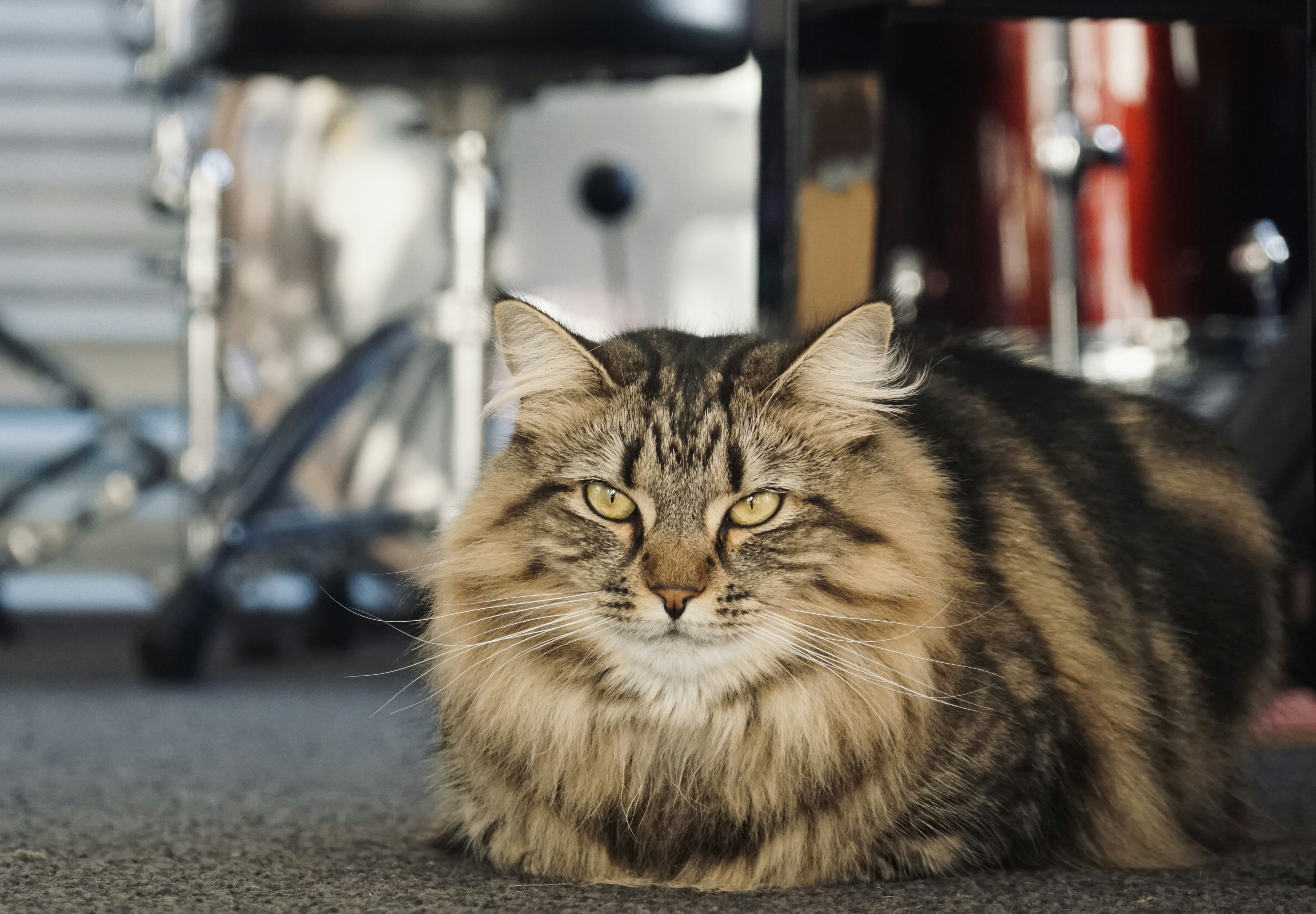 Studio Lullaby: Fluffy Conductor's Gaze by the Drums