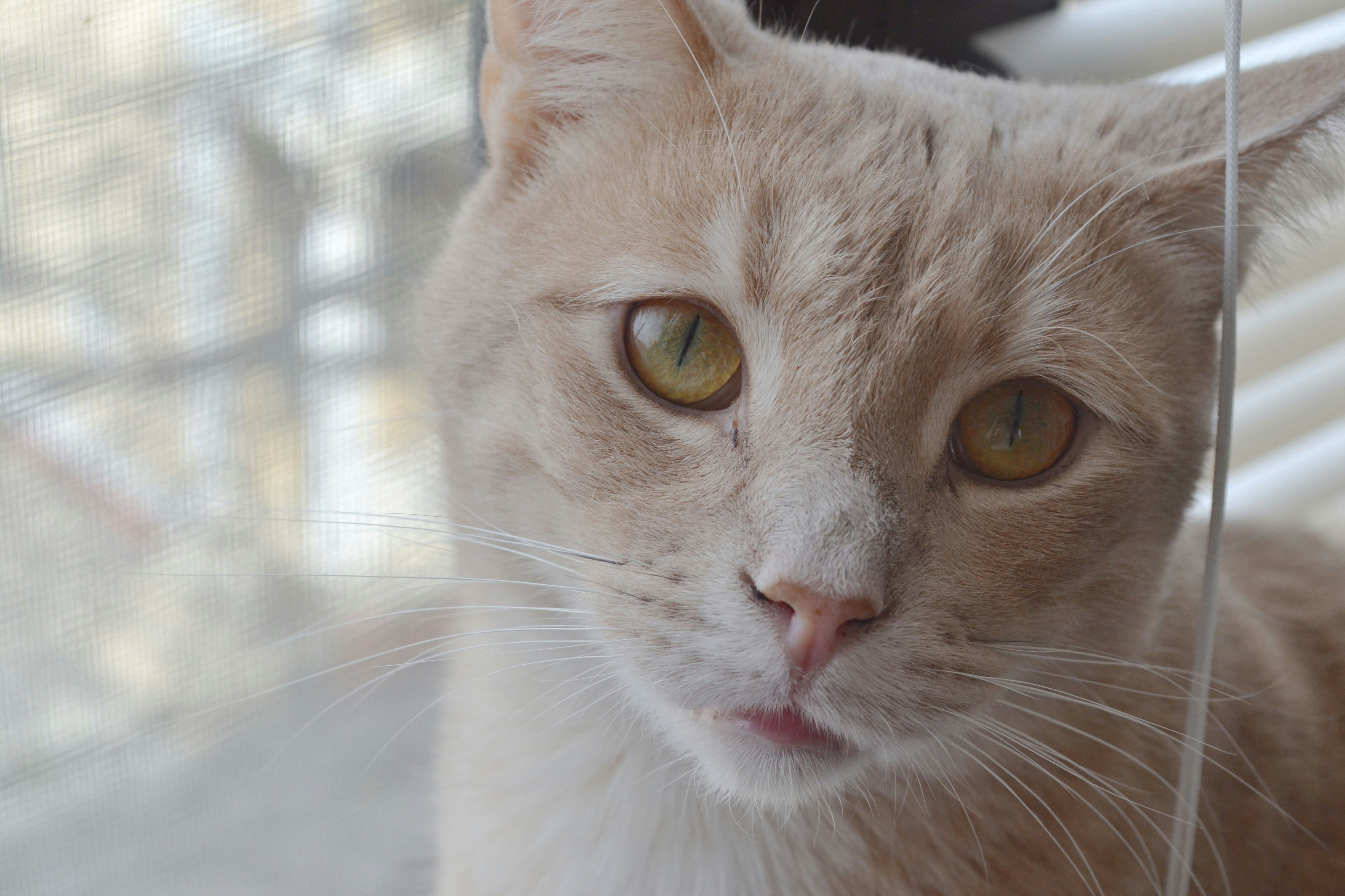 Whiskered Wonder: A Glimpse into Feline Curiosity