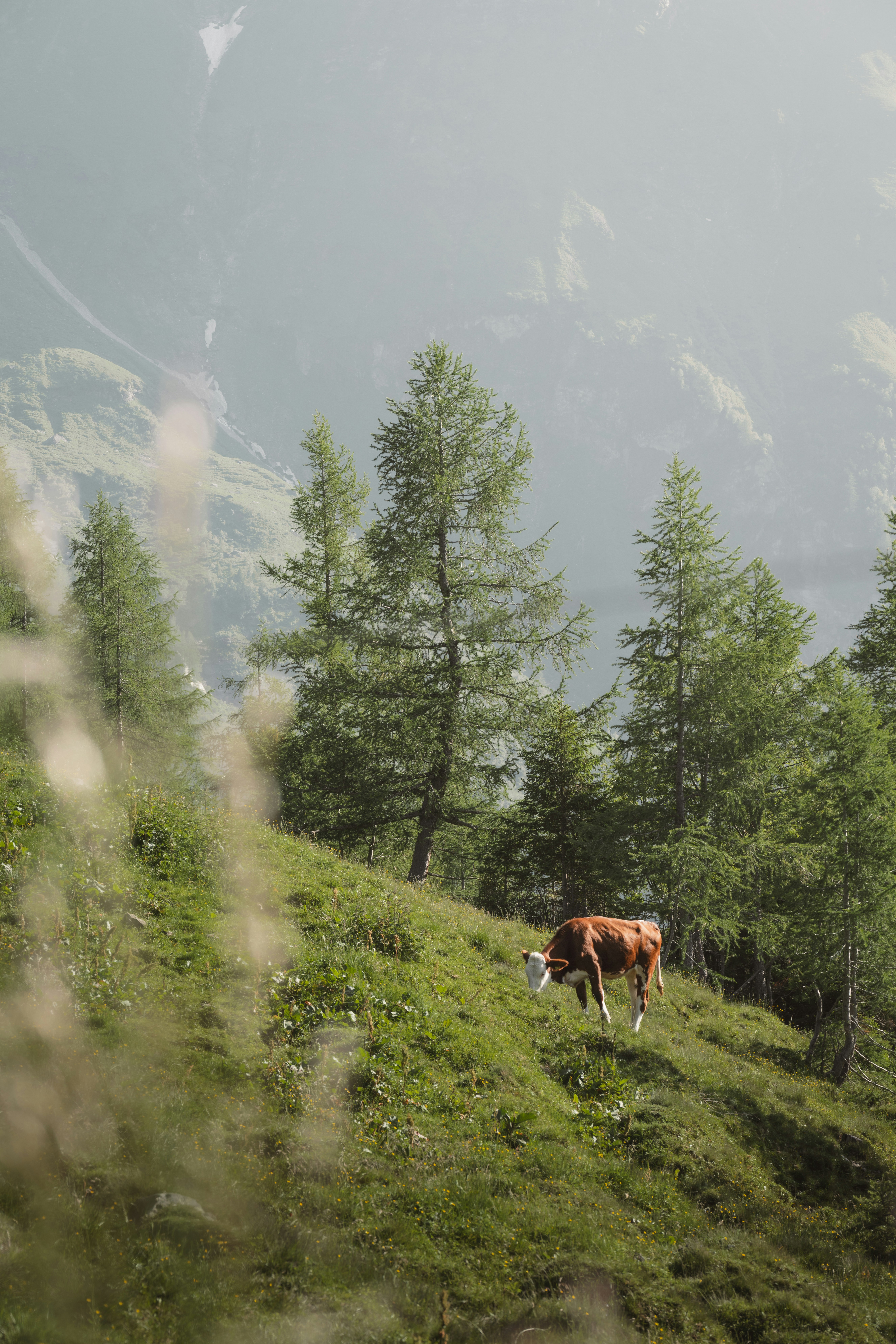 Grazing Serenity in Alpine Meadows