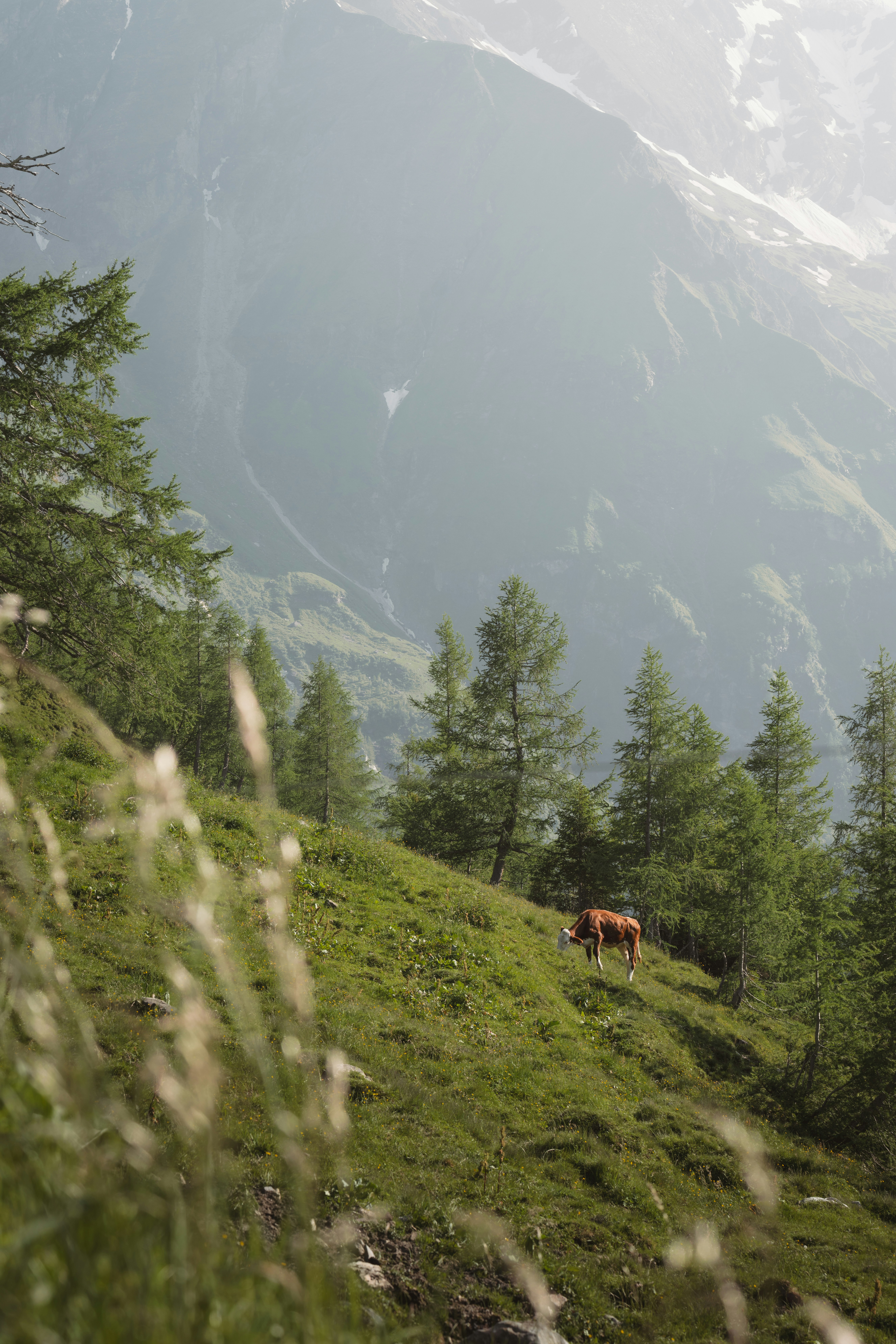 Grazing Cow High in Misty Alps | A lone deer grazes on a grassy mountain slope