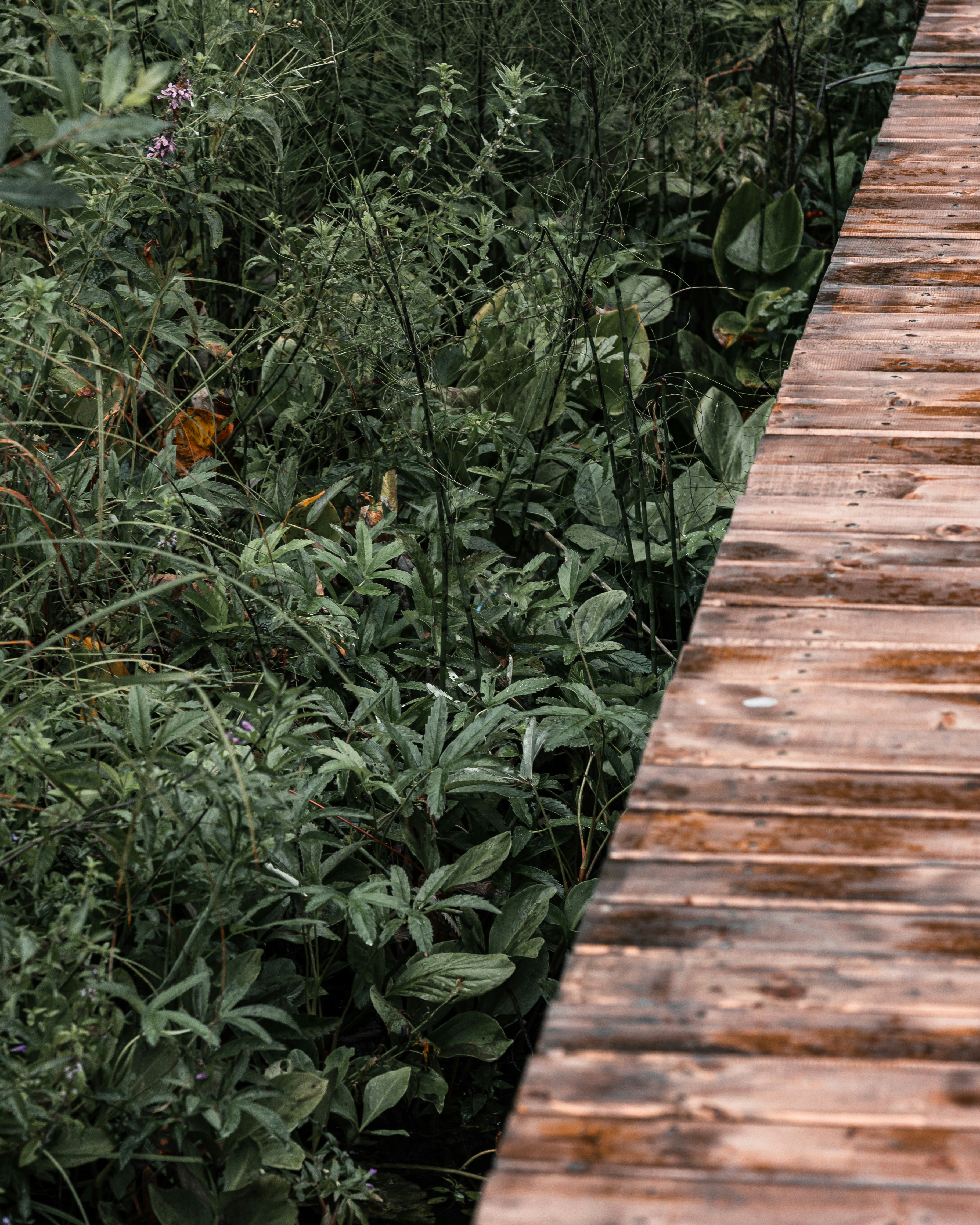 Wooden walkway through lush green forest foliage