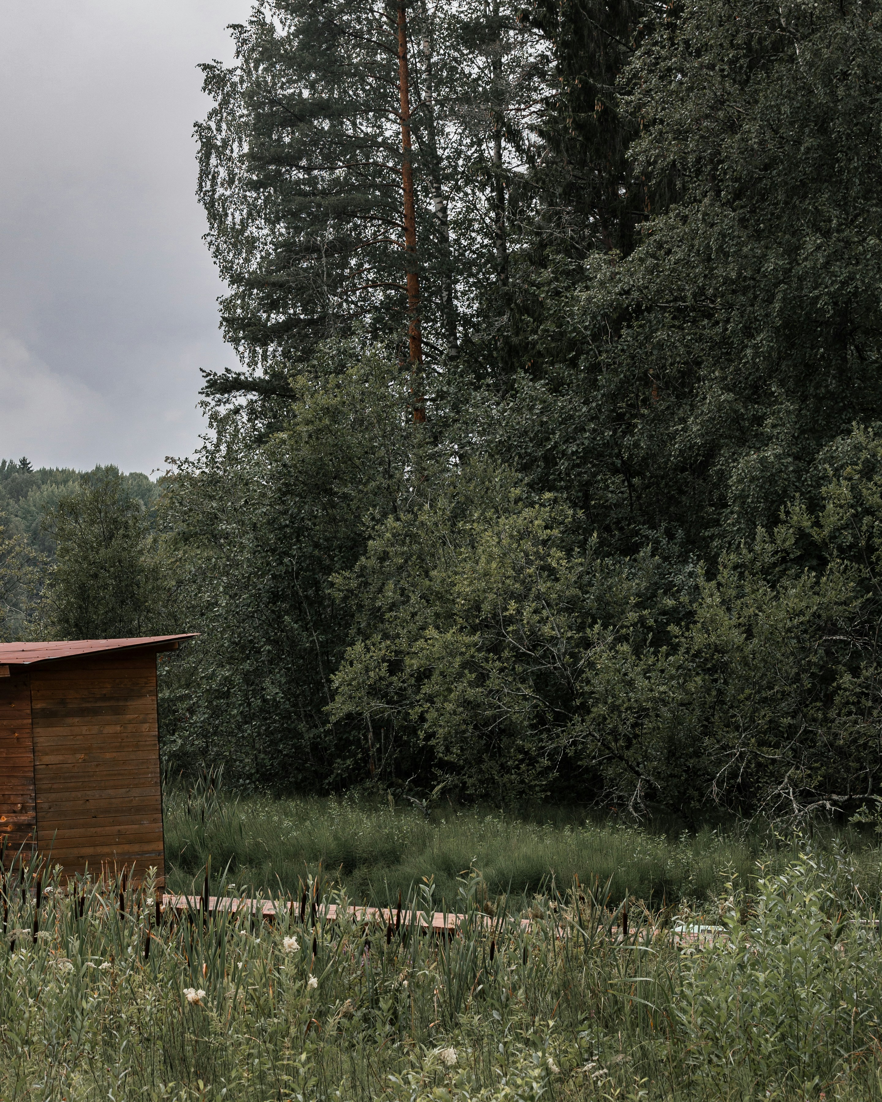 Solitary wooden shed at the forest edge under a muted sky