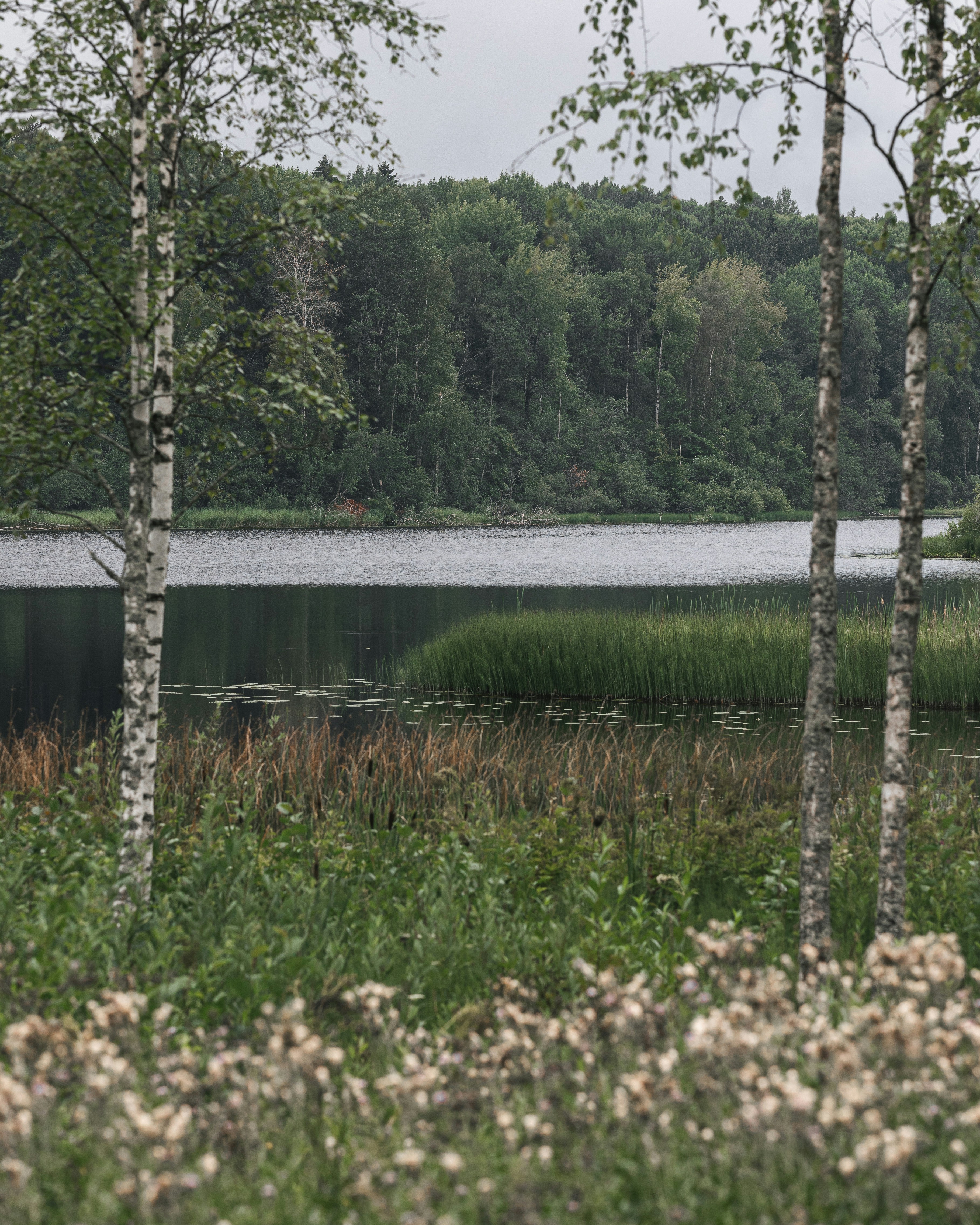 Serene lakeside scene framed by birch trees, with lush greenery and calm waters reflecting the surrounding landscape.