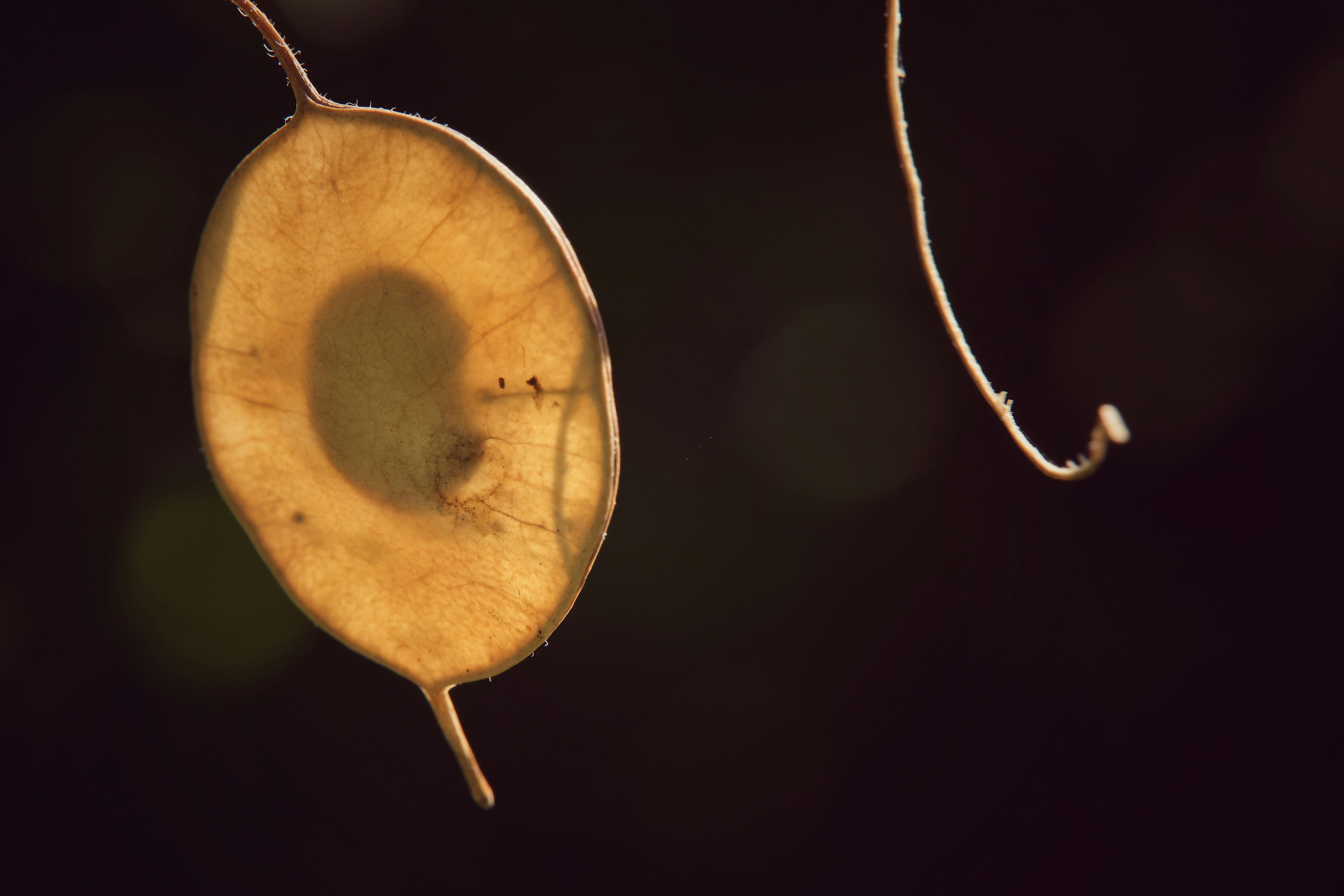Whispers of Autumn: The Elegance of a Single Leaf