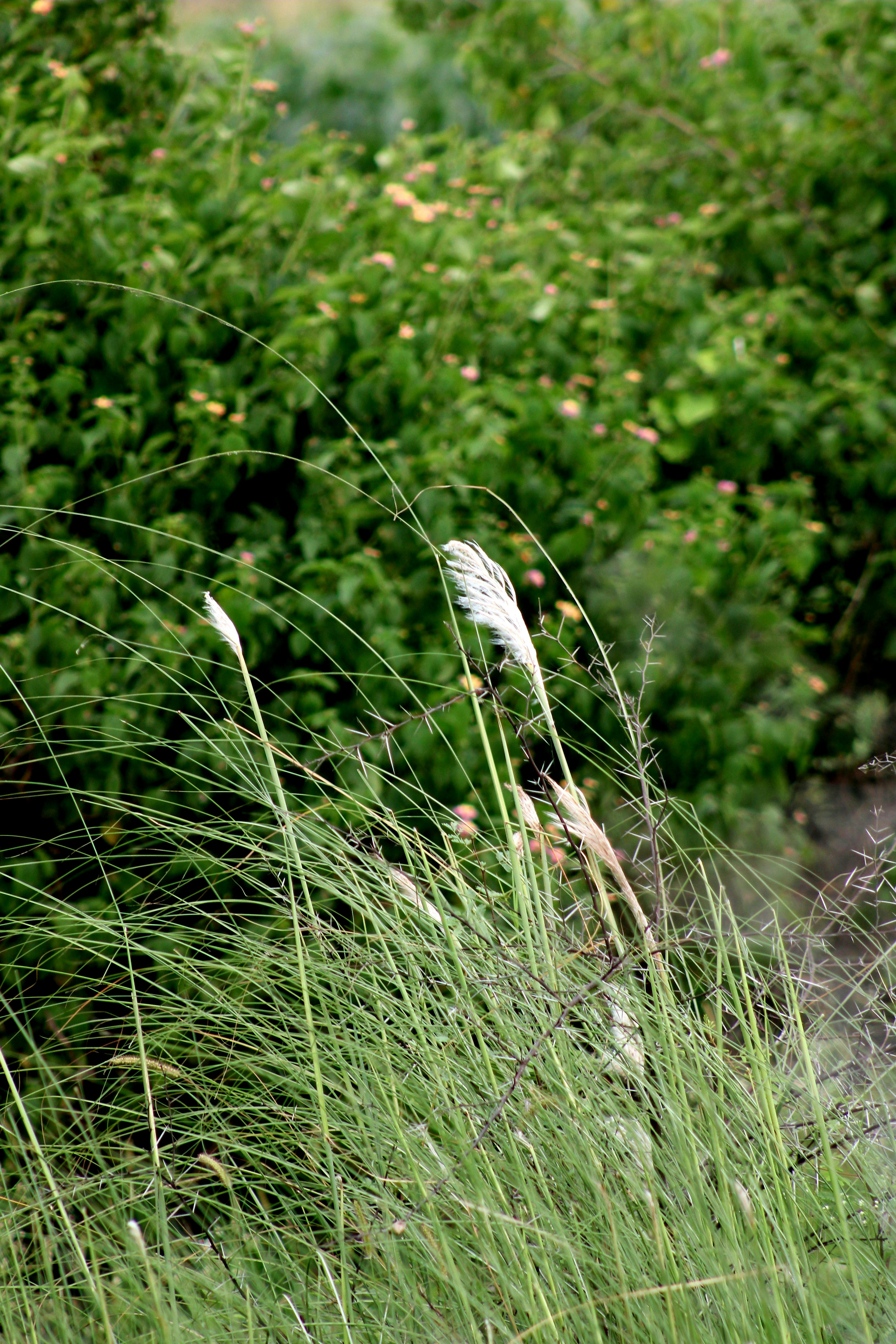 A dog peeking through tall green grass