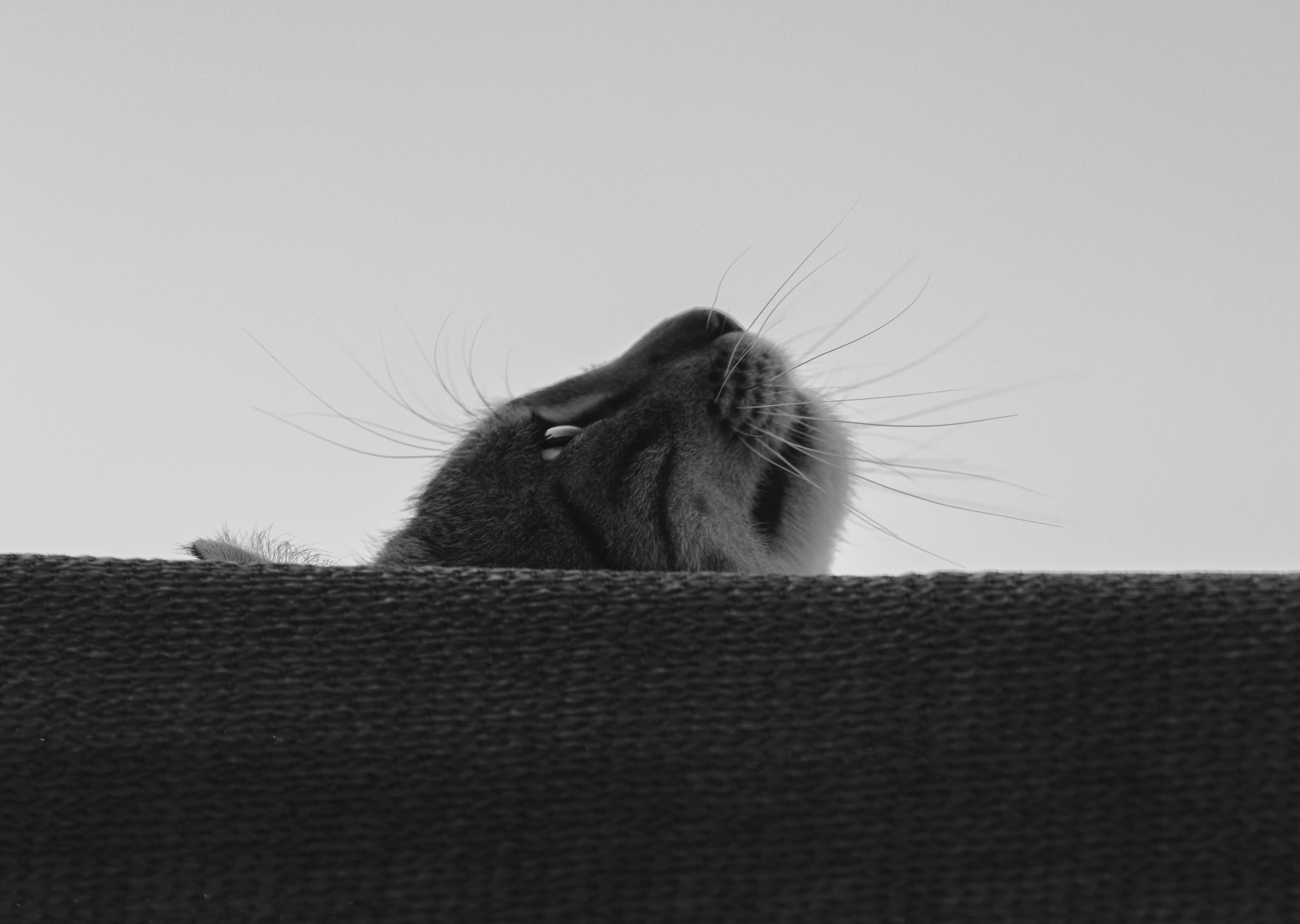 Whiskers on the Edge of Curiosity