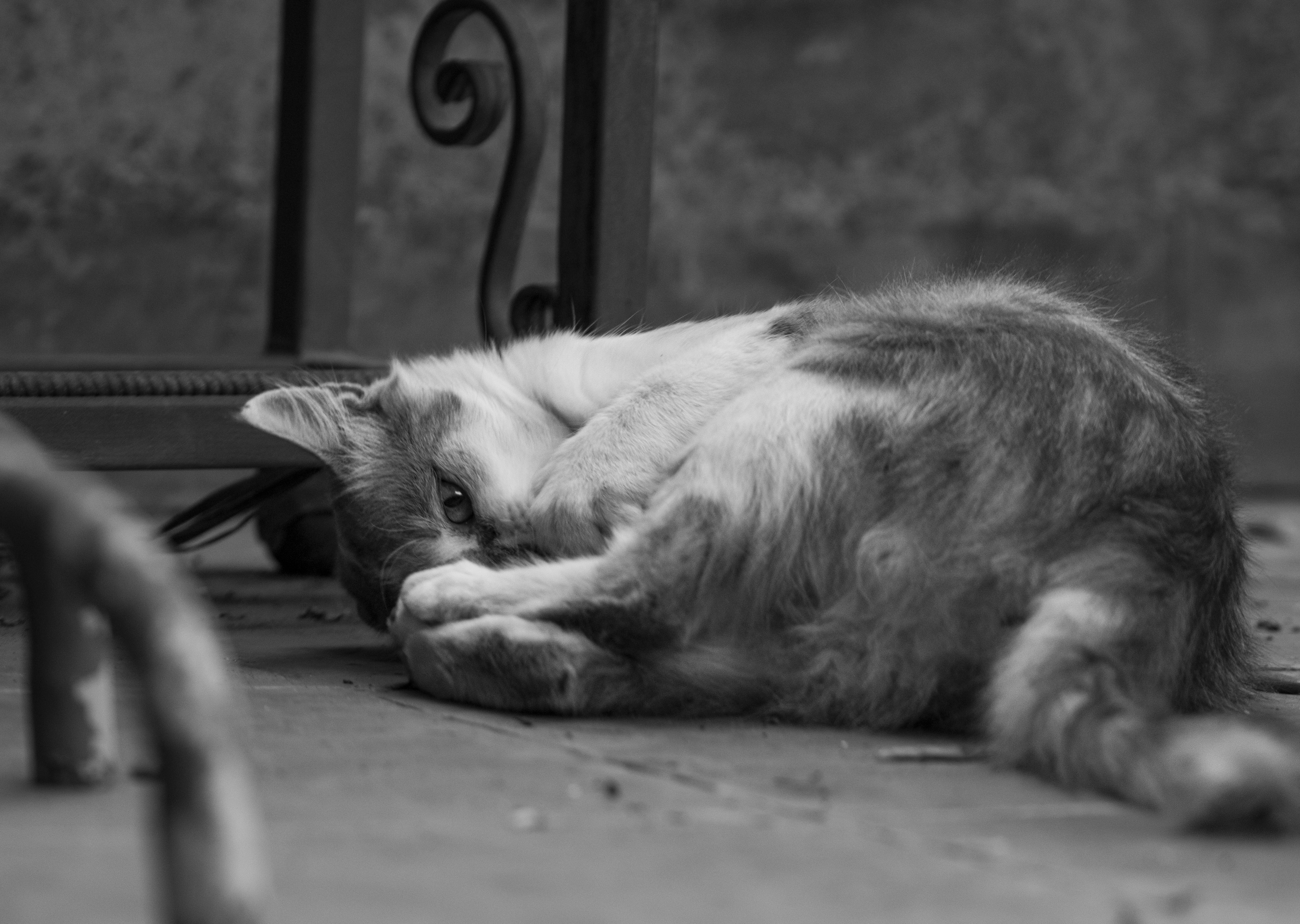 A cat curls up on a textured surface