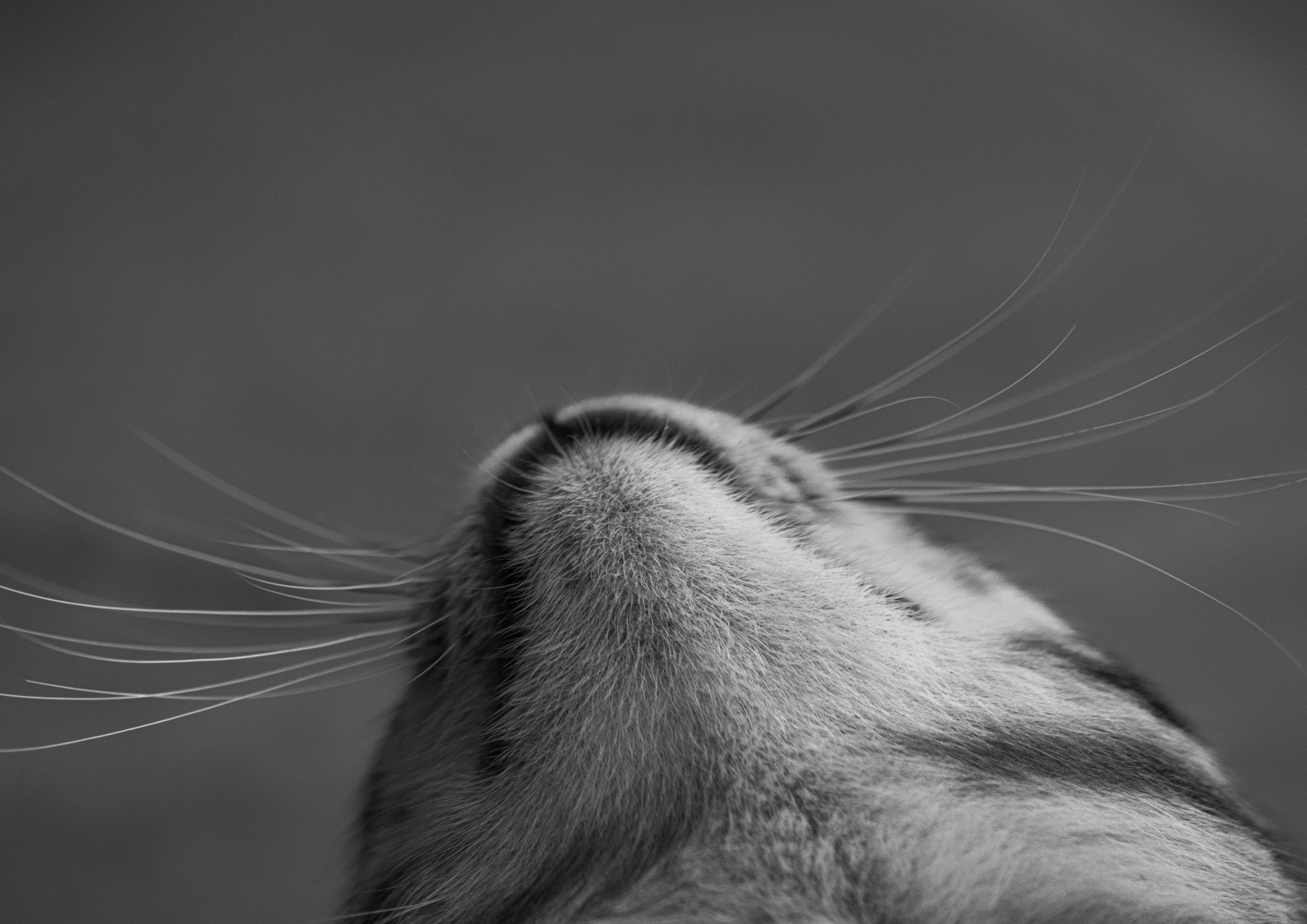 Close-up of a cat's whiskers and nose