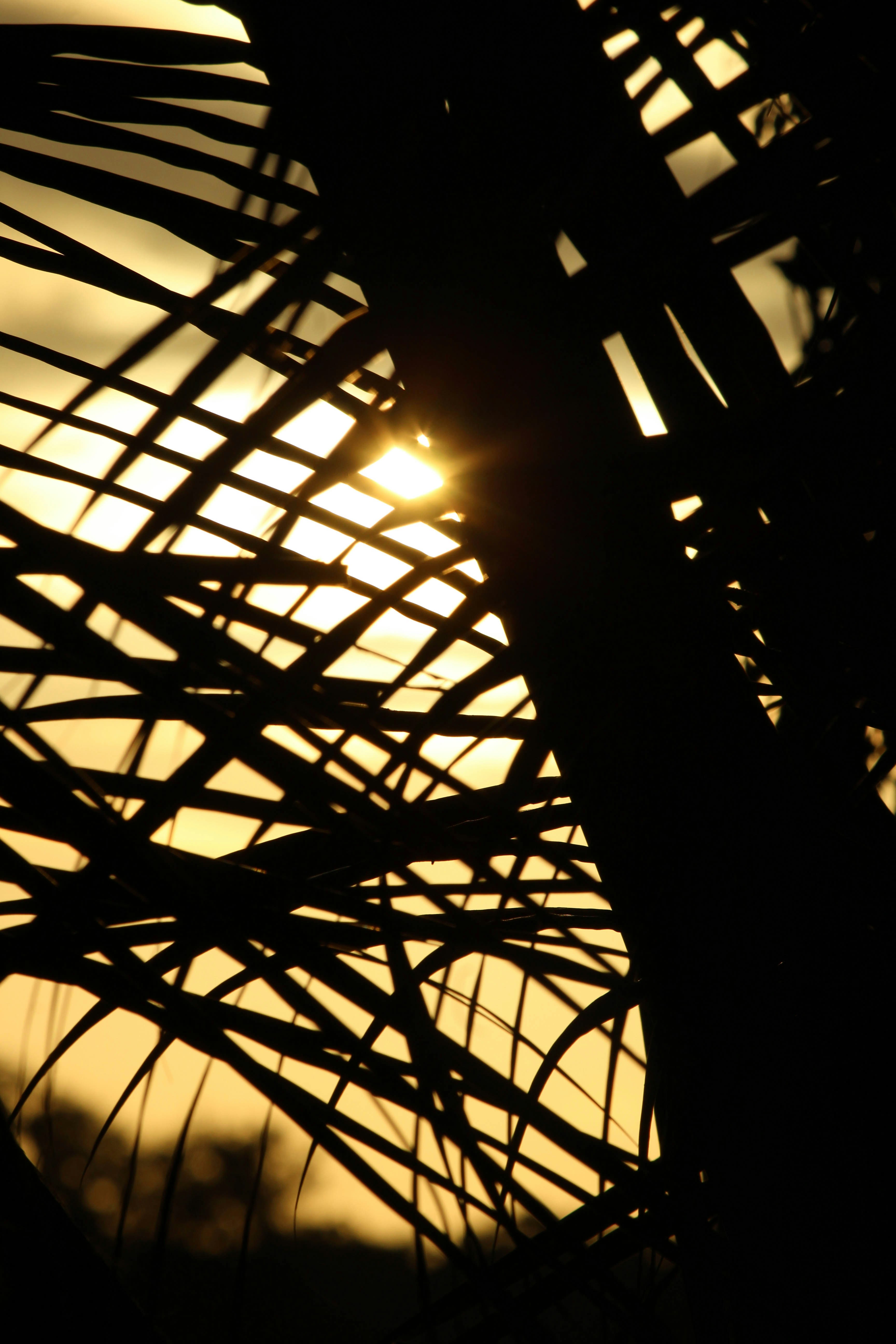 Sunlight filters through dark palm fronds at sunset