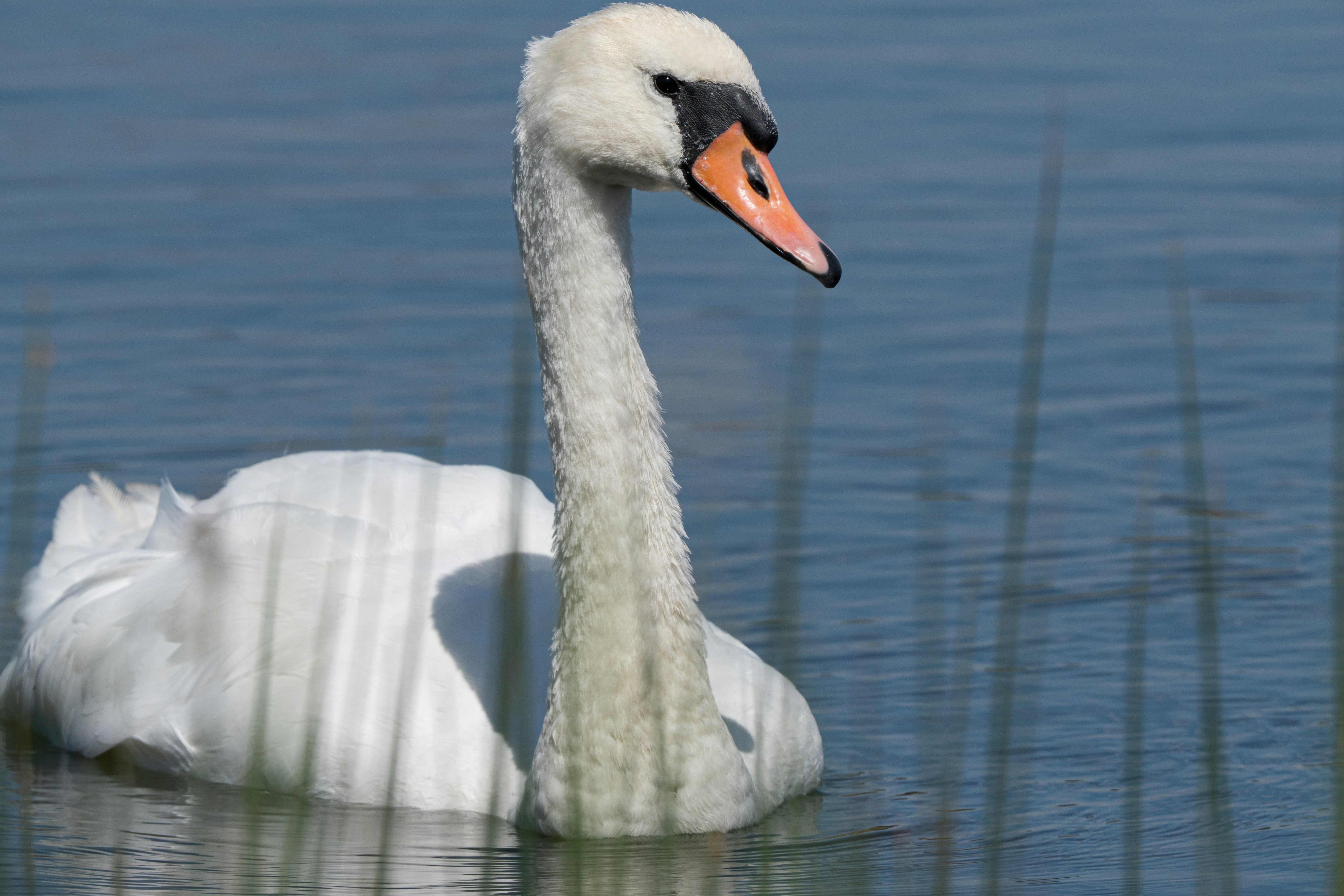 Elegance in Still Waters