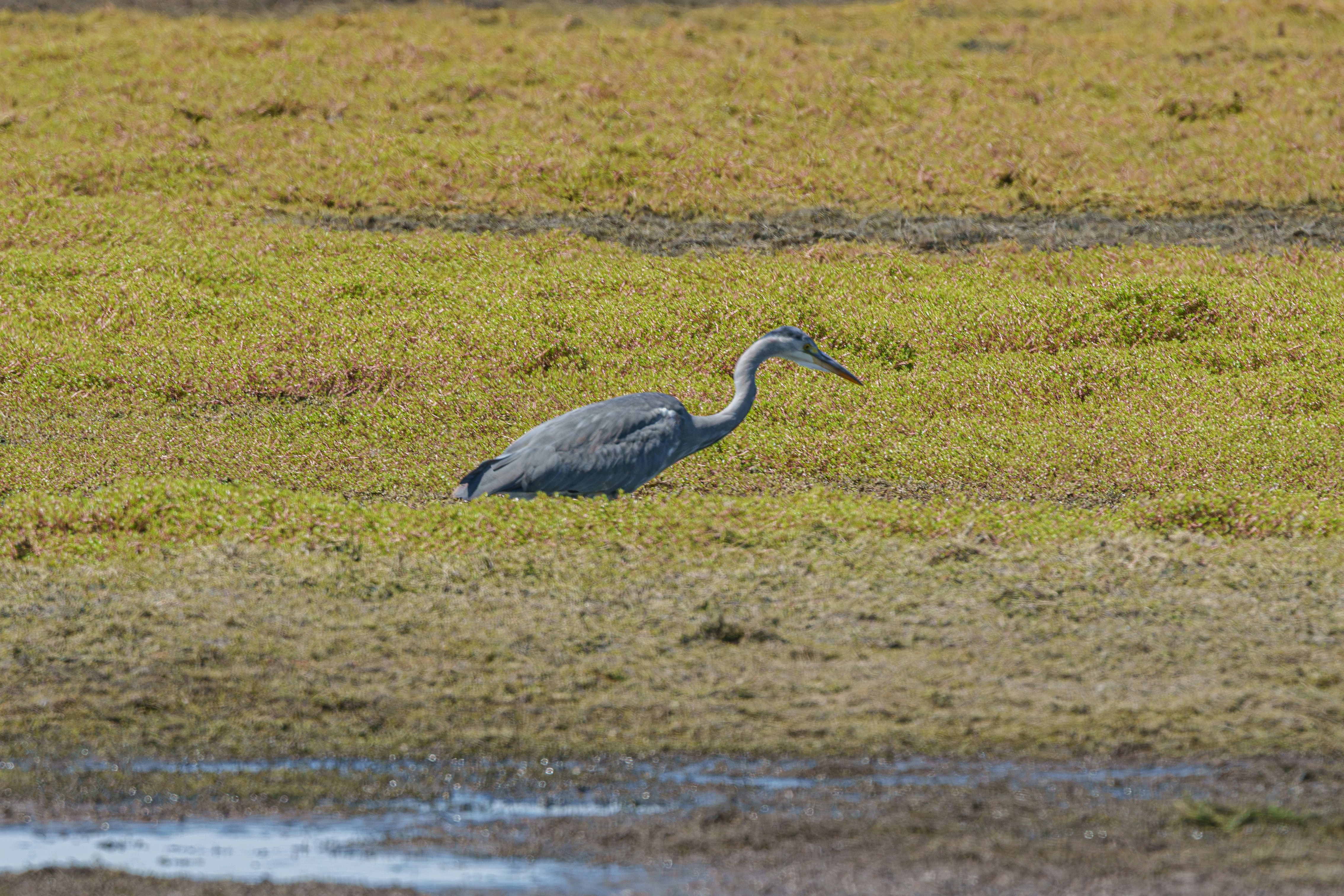 Silent Stalker in the Marsh