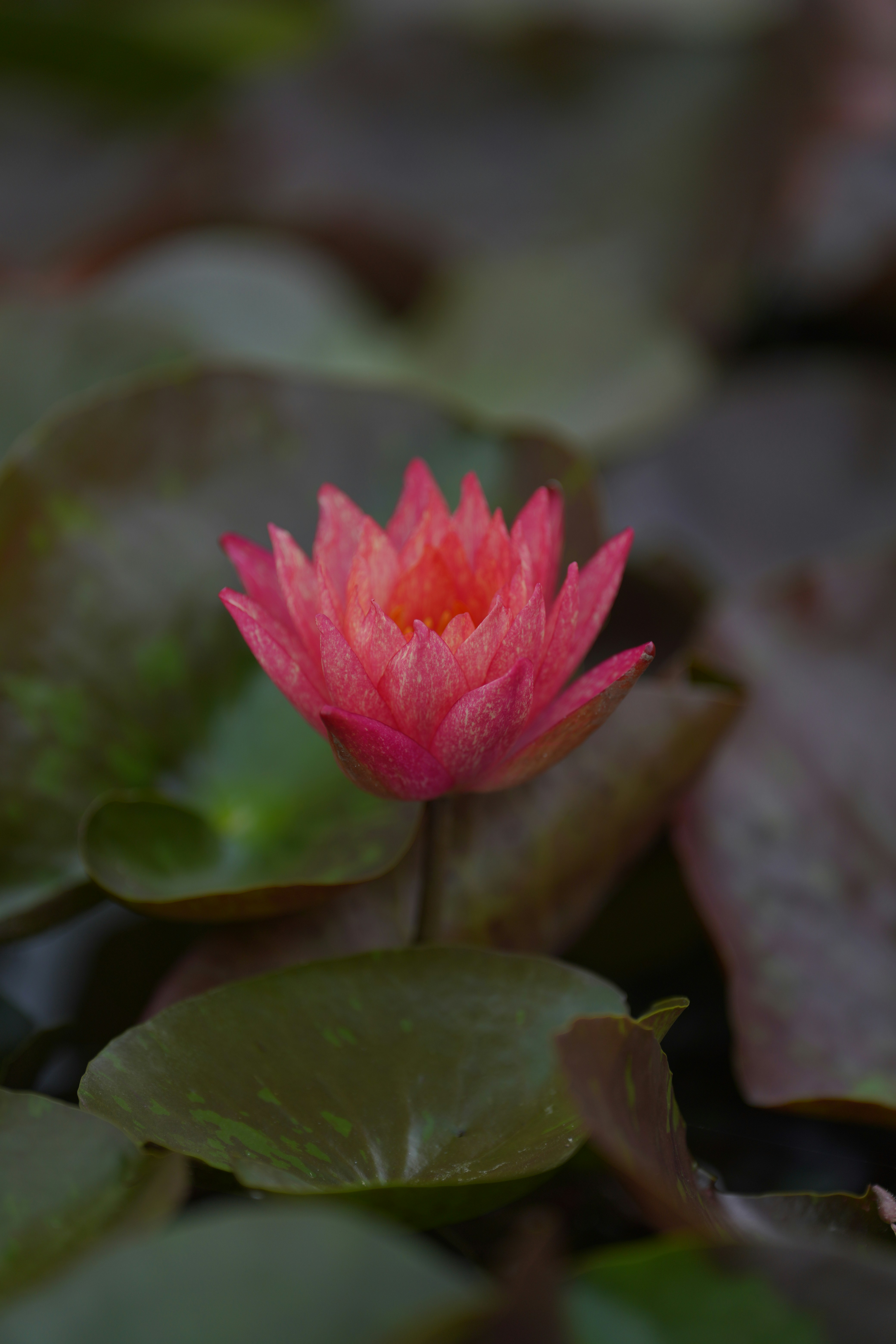 Serenity in Bloom: The Lotus Unveiled