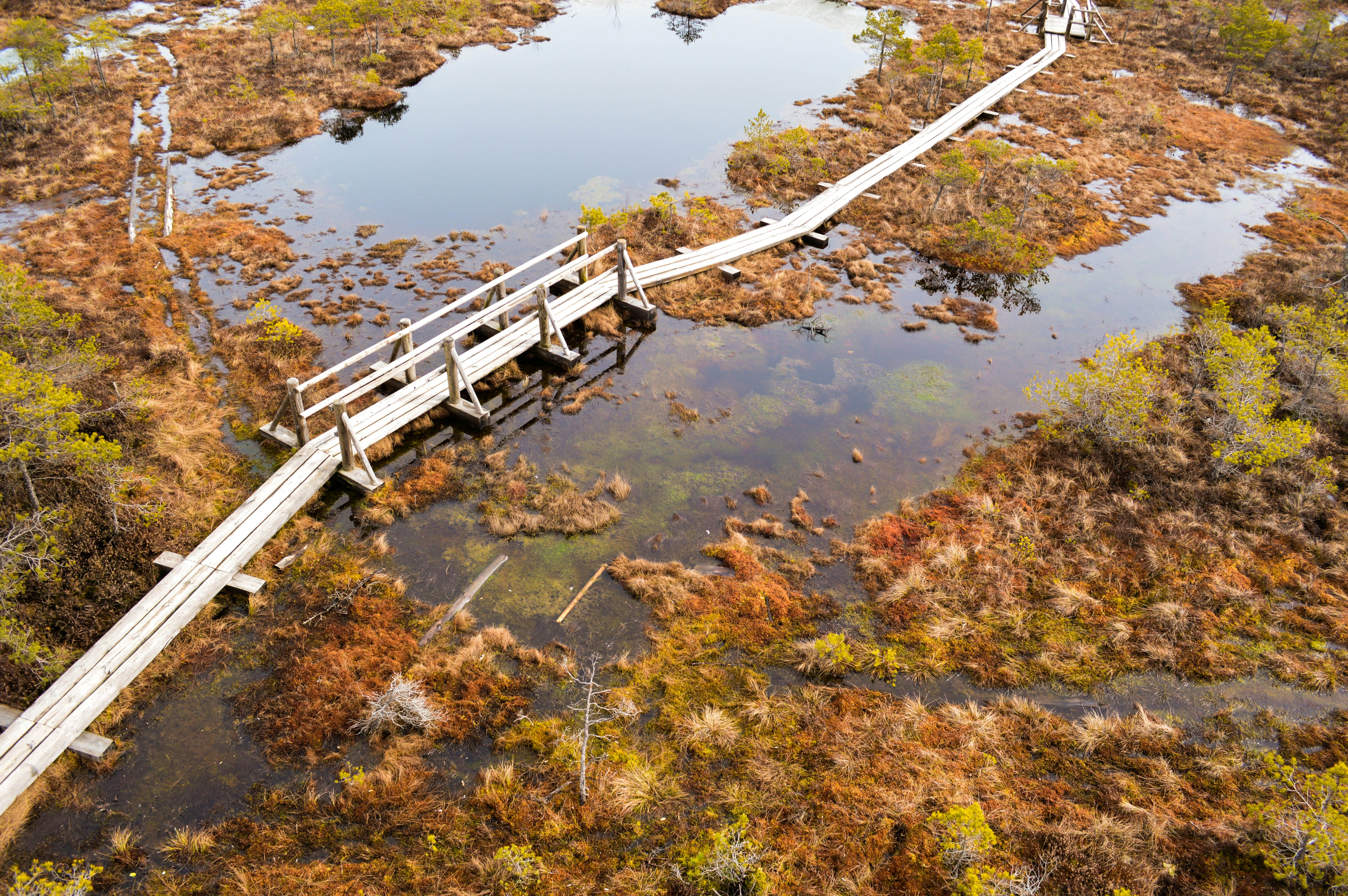 Wooden walkway through a marshy wetland area.