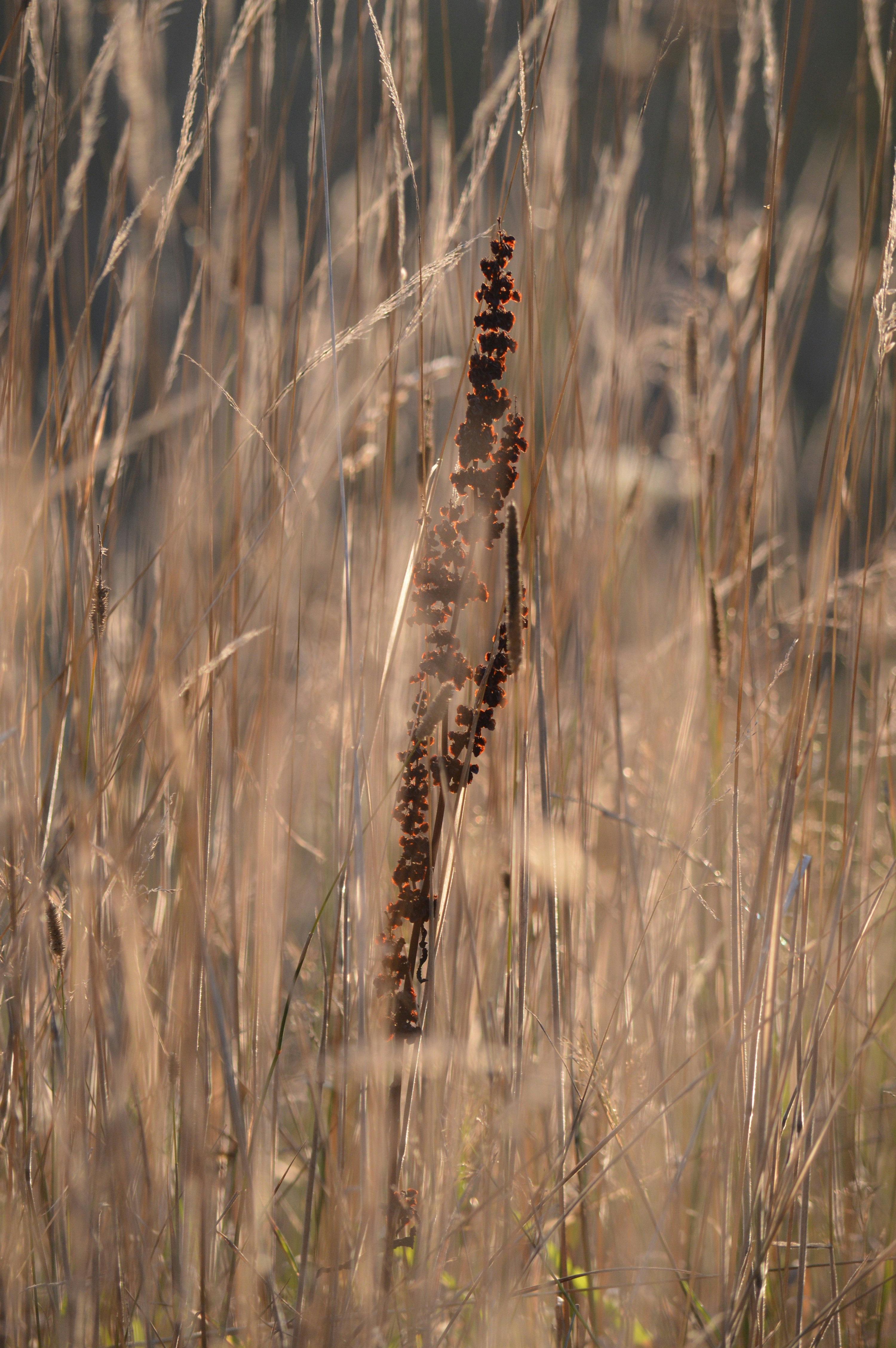 Dry grasses and seed heads in soft light