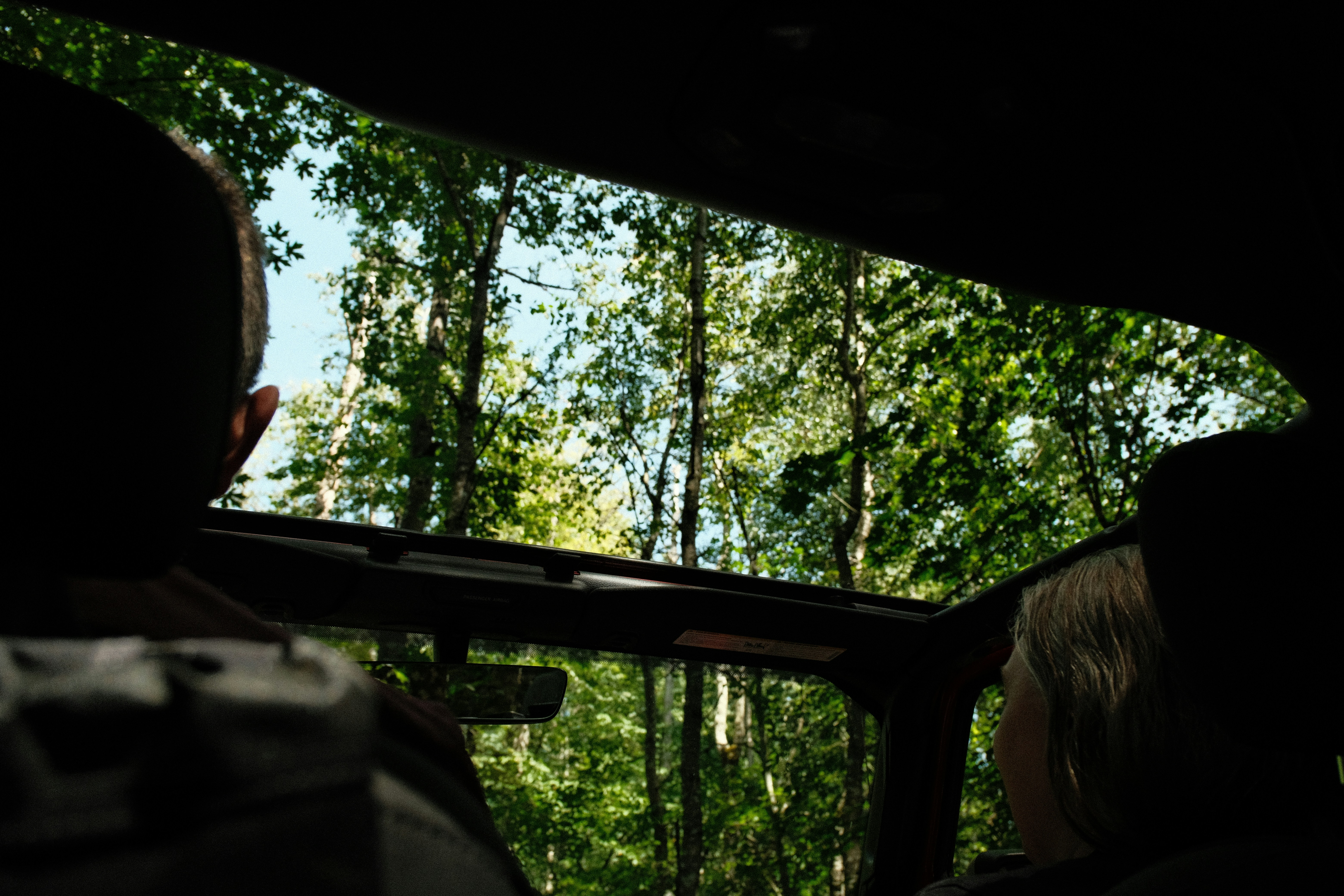 Open-Roof Canopy: Forest Light Framed by the Car Interior