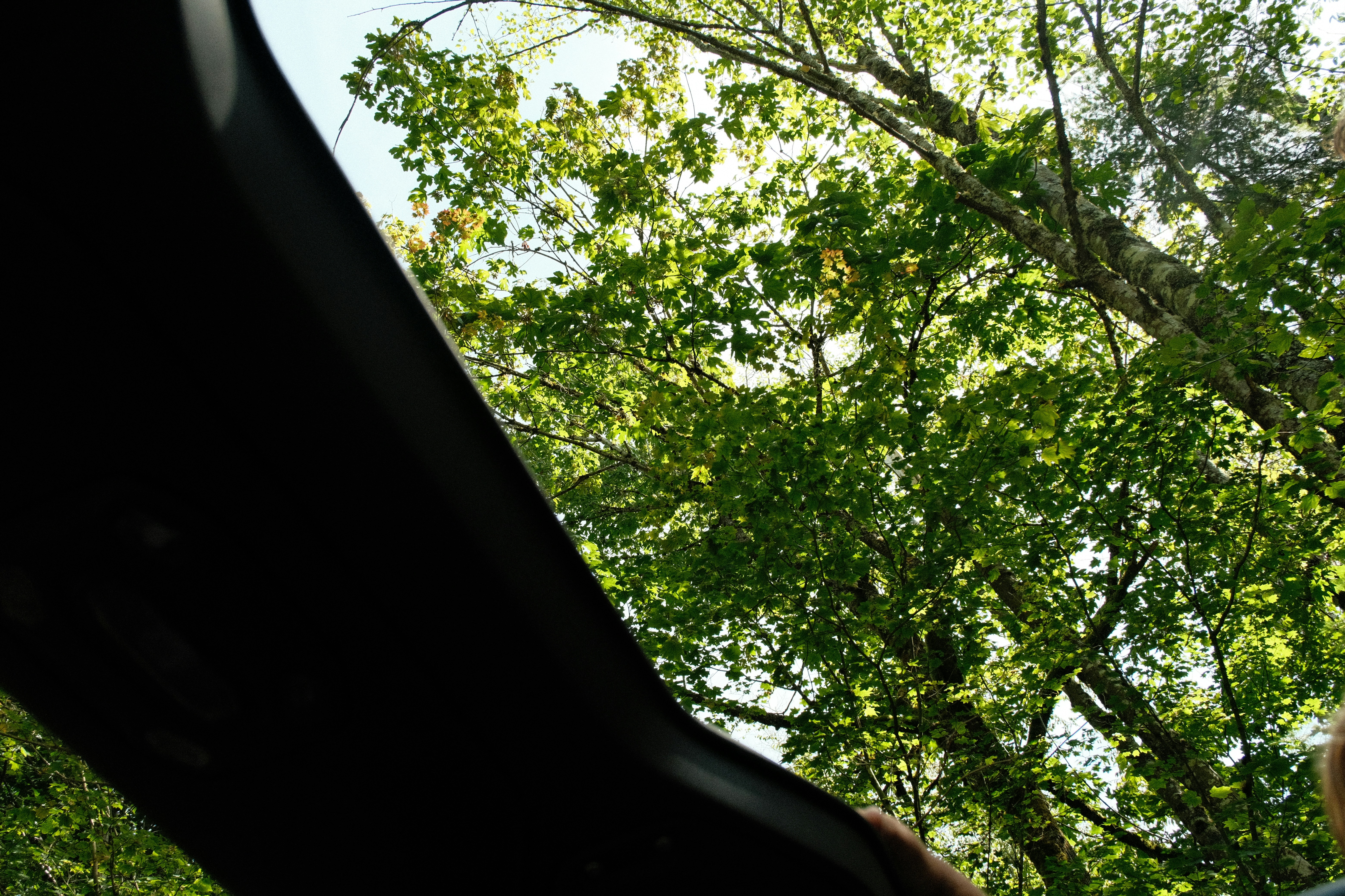 Looking up through green trees on a sunny day