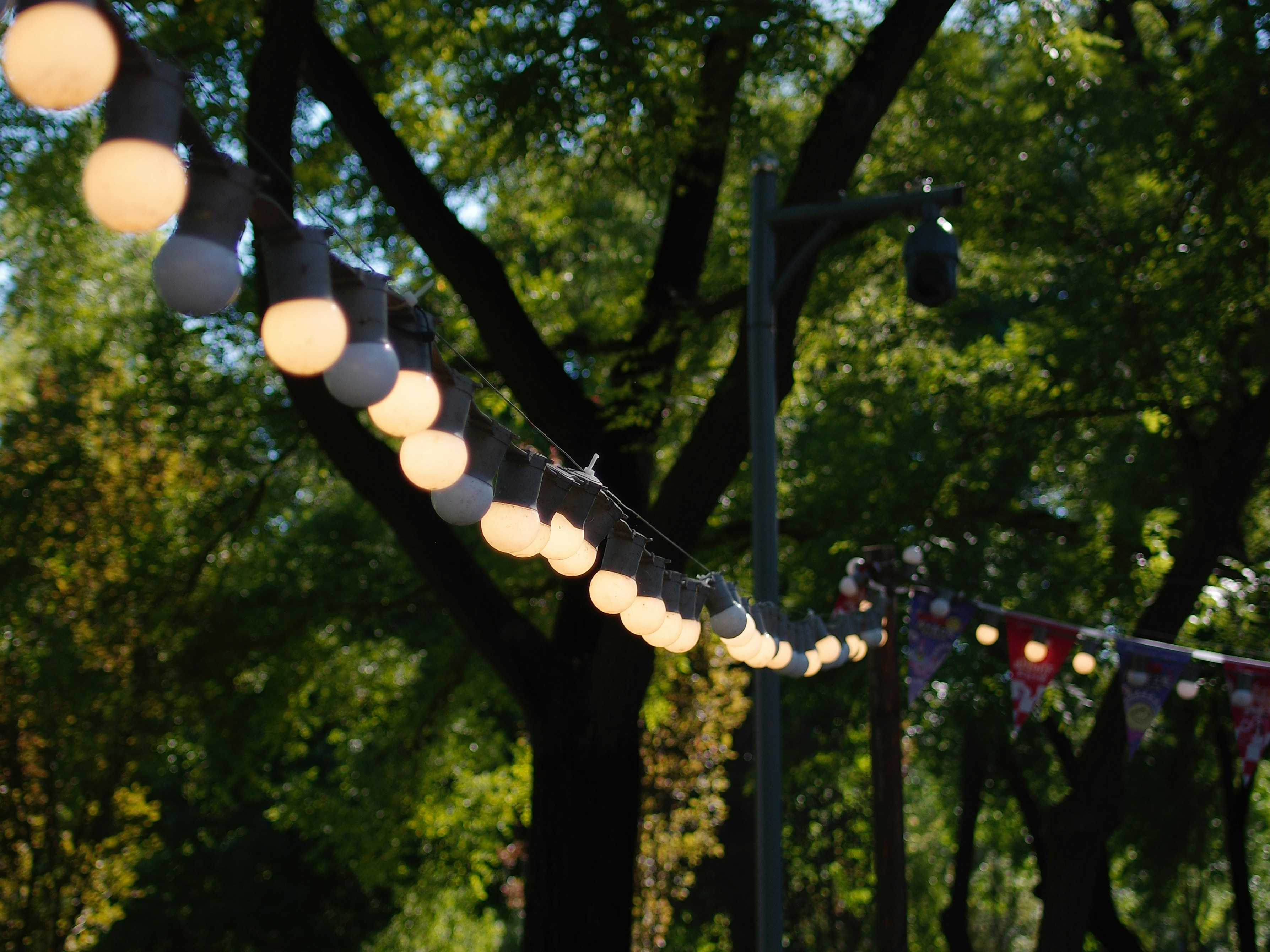 Illuminated Pathway: A Dance of Light and Nature