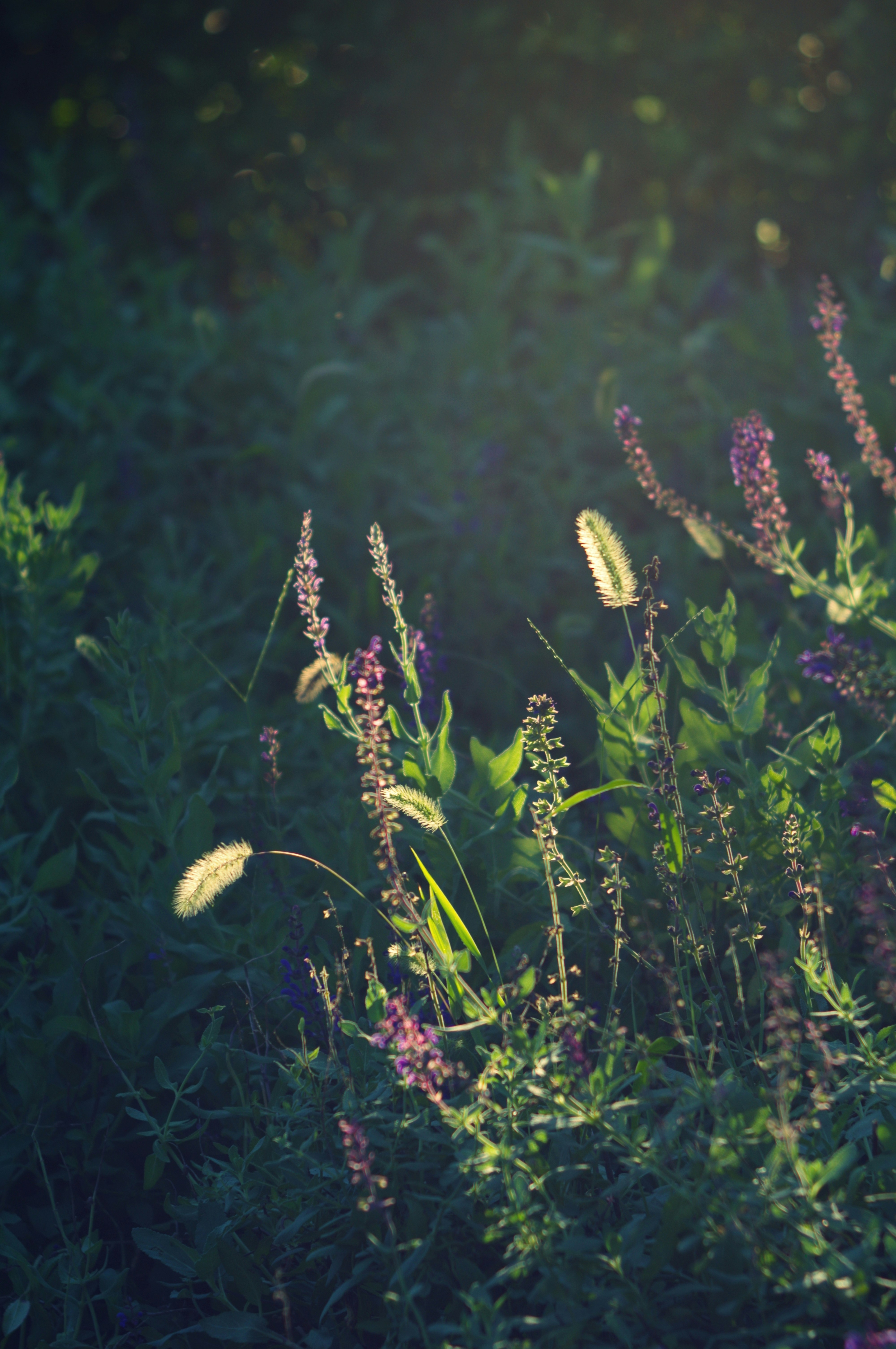 Wildflowers and grasses illuminated by soft sunlight.