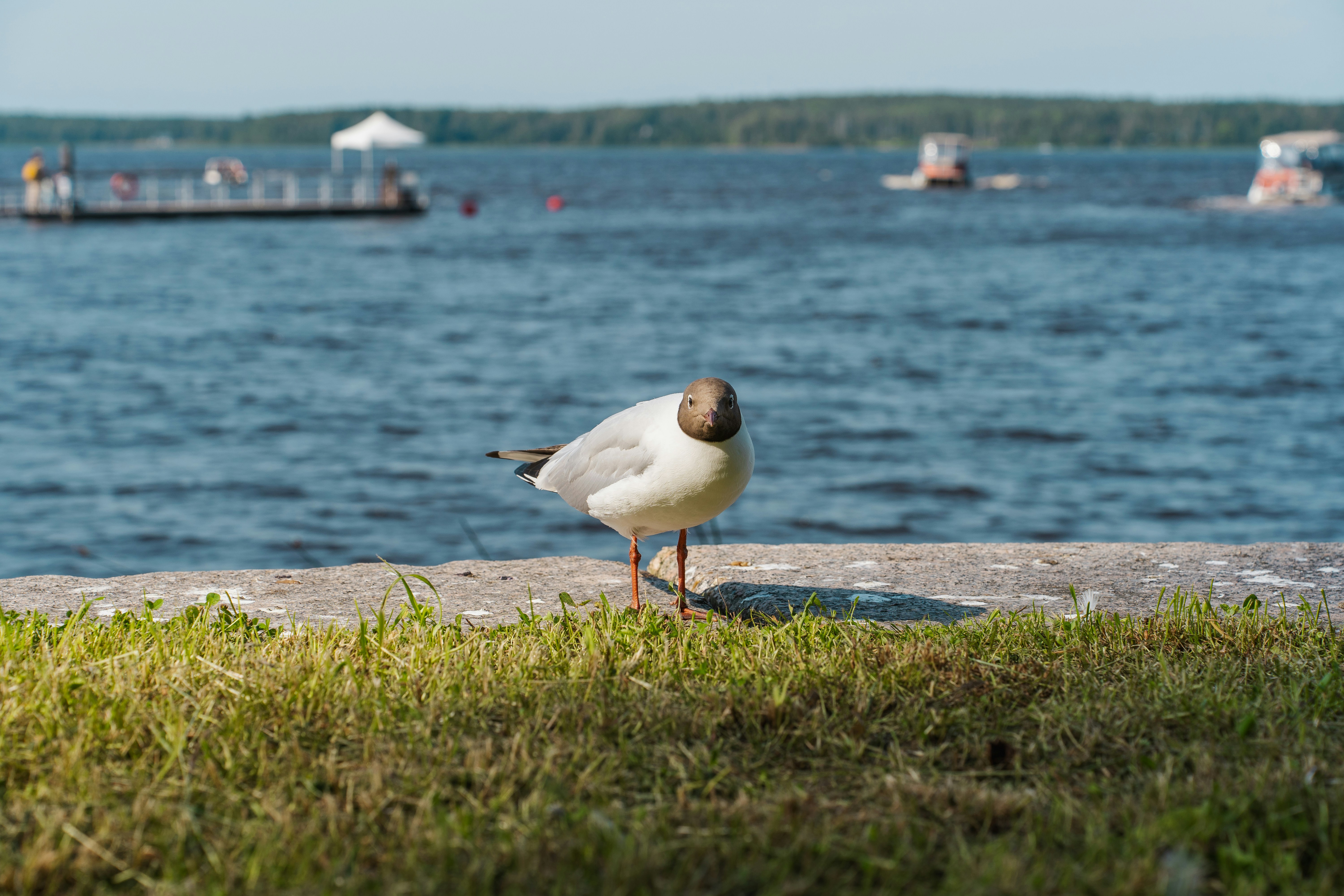 A seagull stands on grass near a body of water.