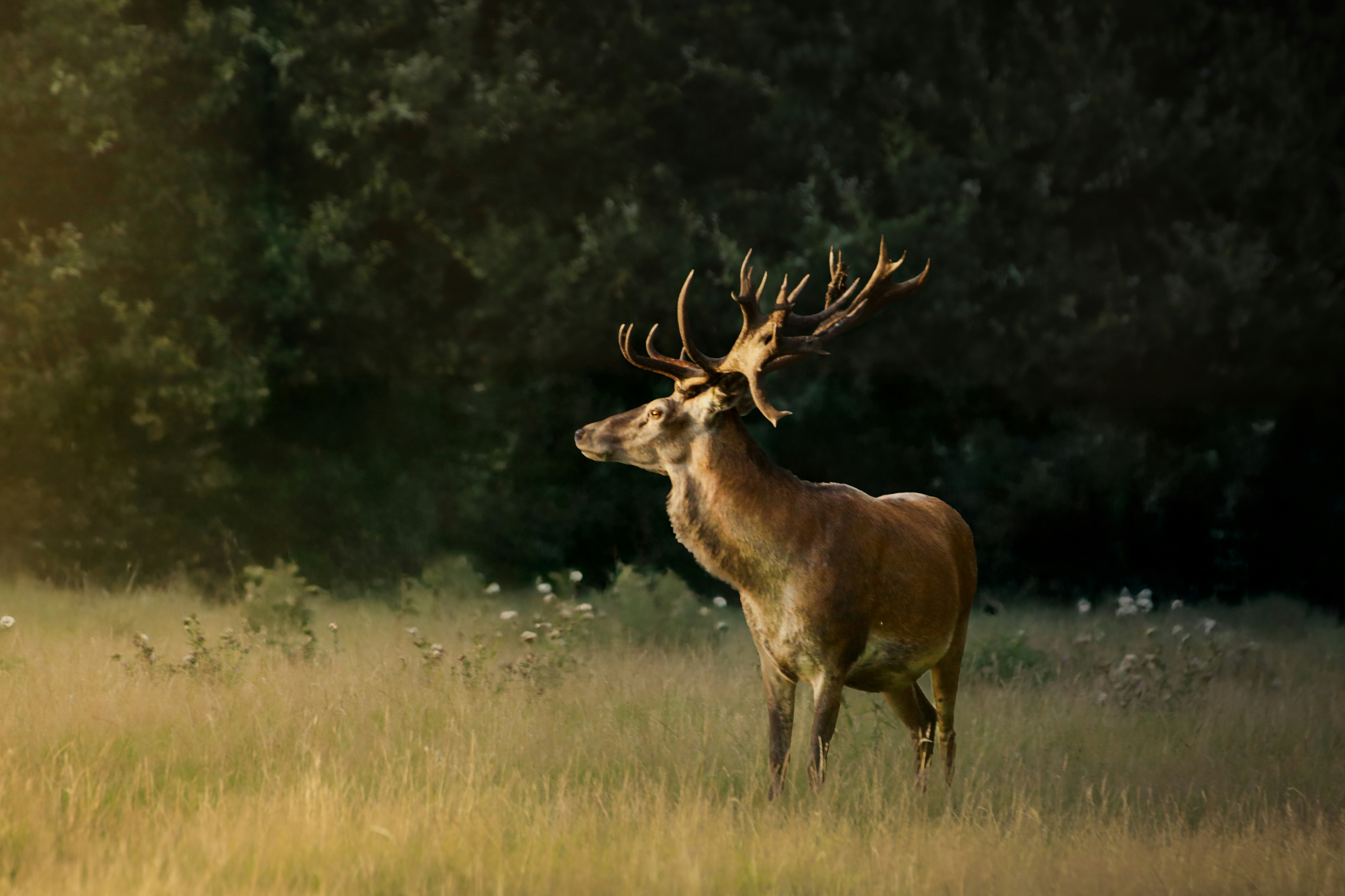 Majestic red deer stag standing in a sunlit meadow, its impressive antlers prominently displayed against a dark forest background. The warm evening light highlights the animal’s rich brown fur, creating a striking contrast with the soft green grass and blurred foliage in the distance. | Majestic stag with large antlers in a sunlit field.