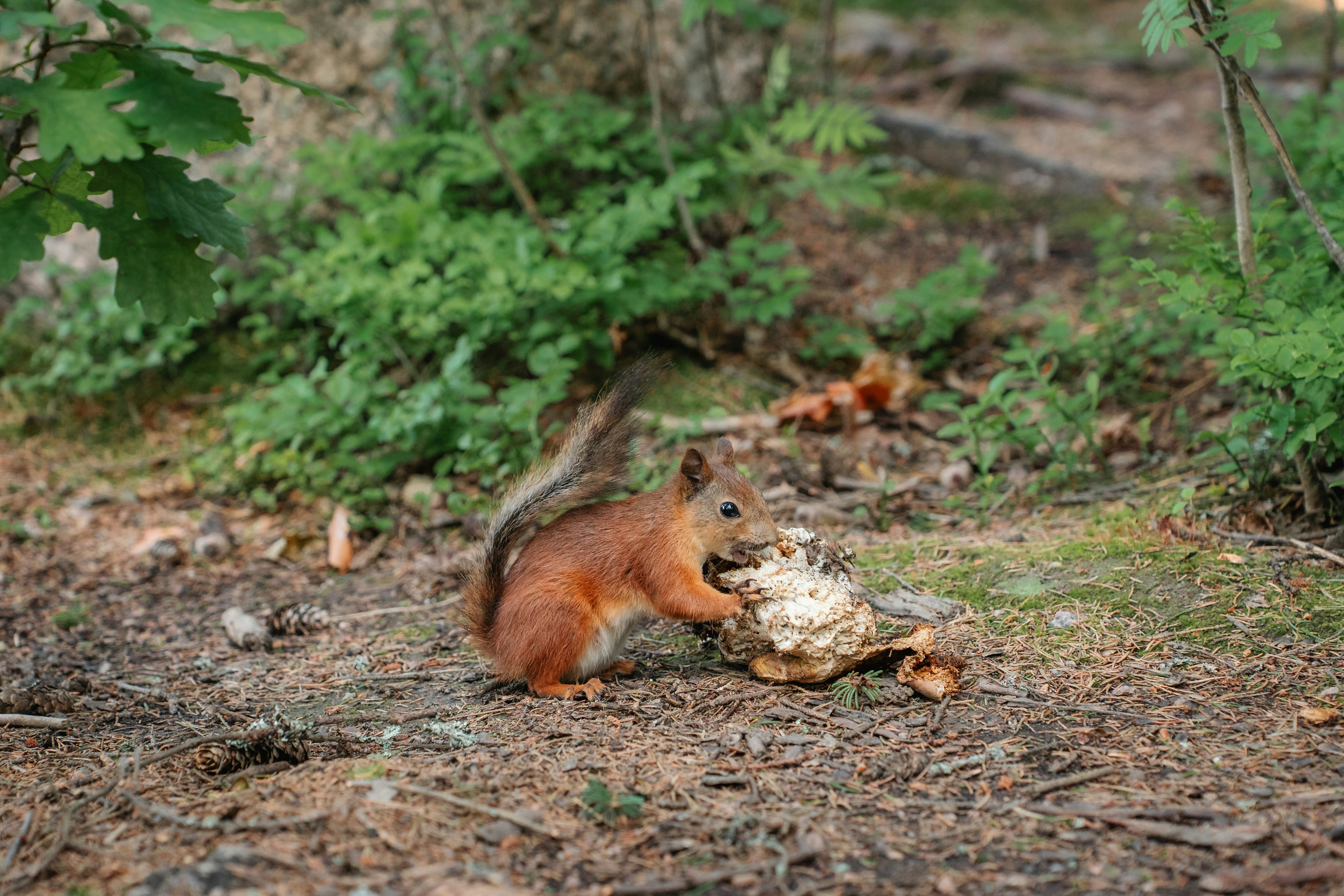 Nature's Forager: A Squirrel's Delight