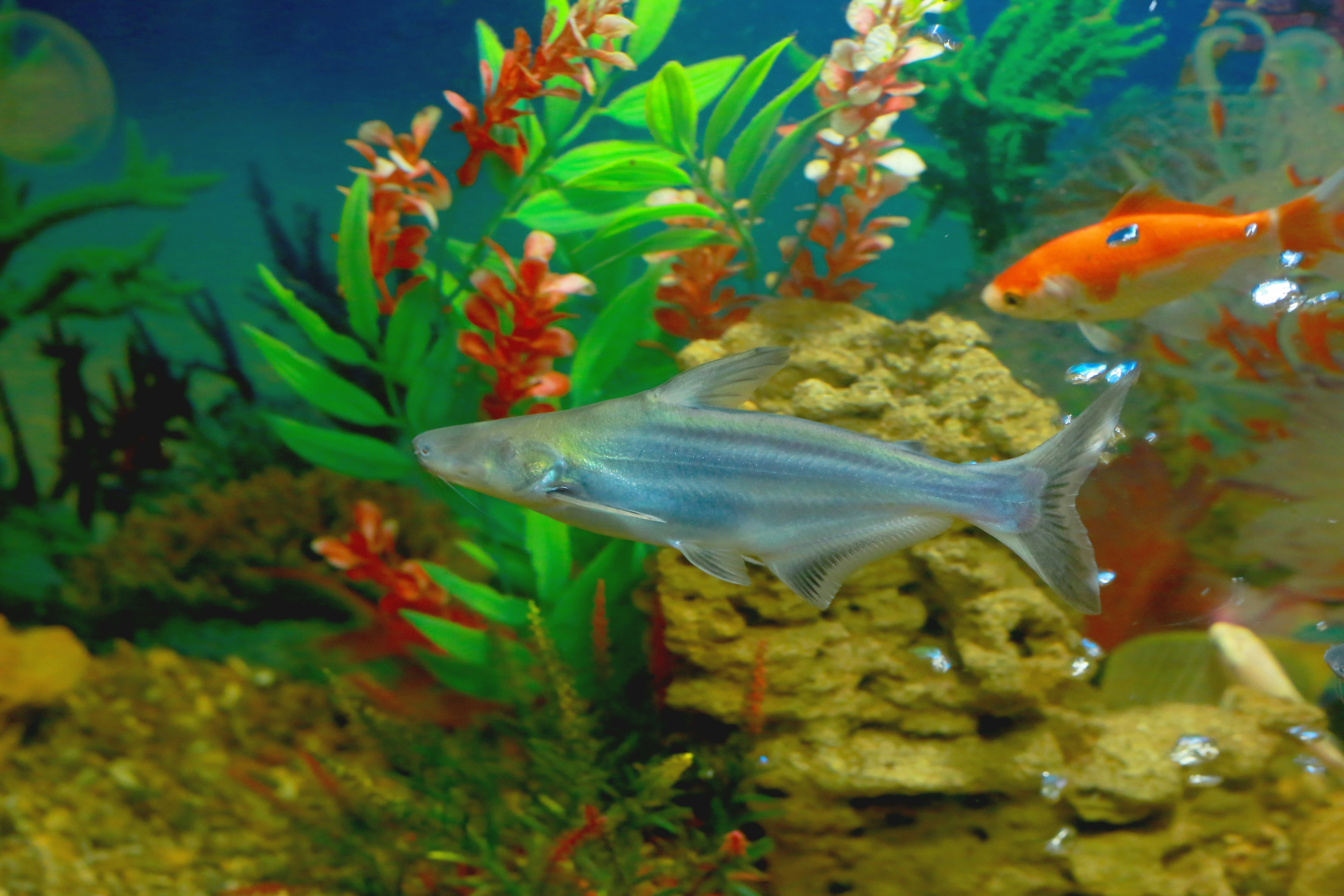 Aquatic Harmony: A Glimpse into Underwater Life