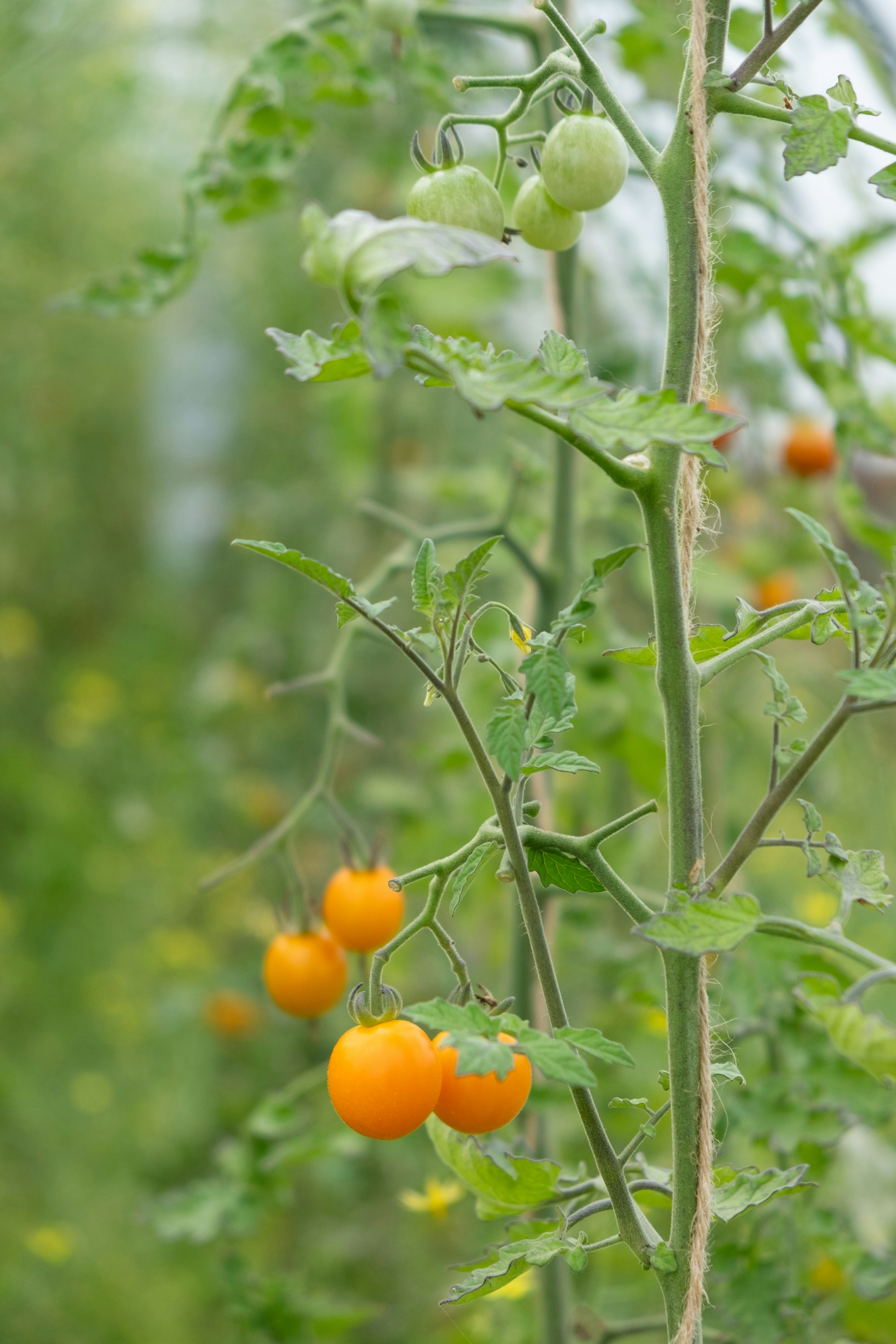 Tomatoes growing in a polytunnel | Ripe orange cherry tomatoes growing on a vine