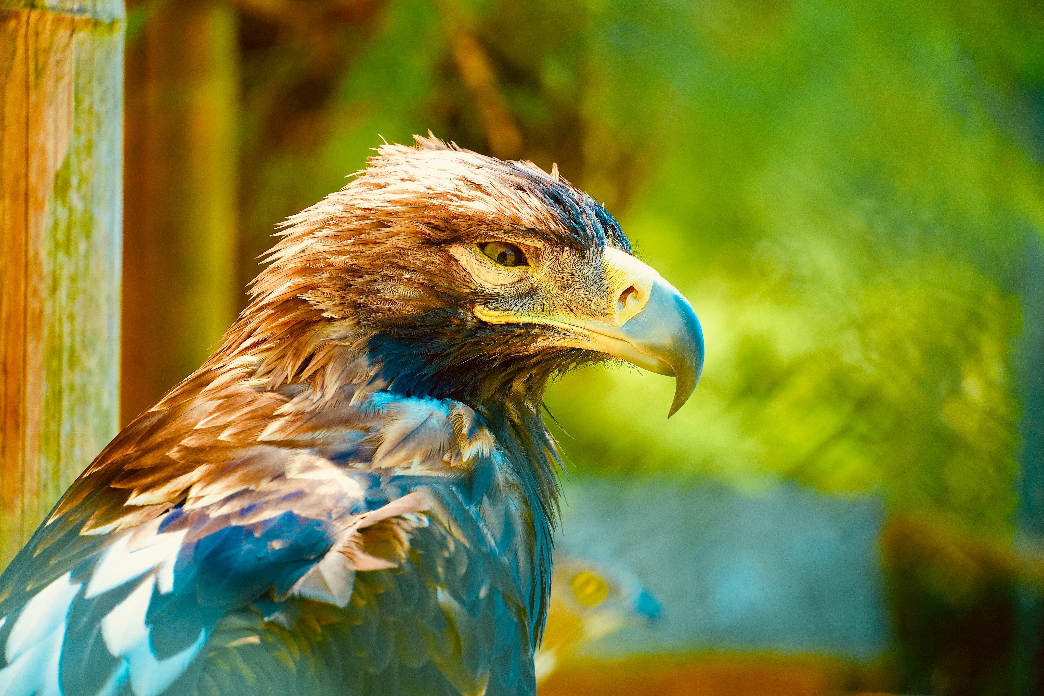 Regal Gaze: The Majesty of the Golden Eagle