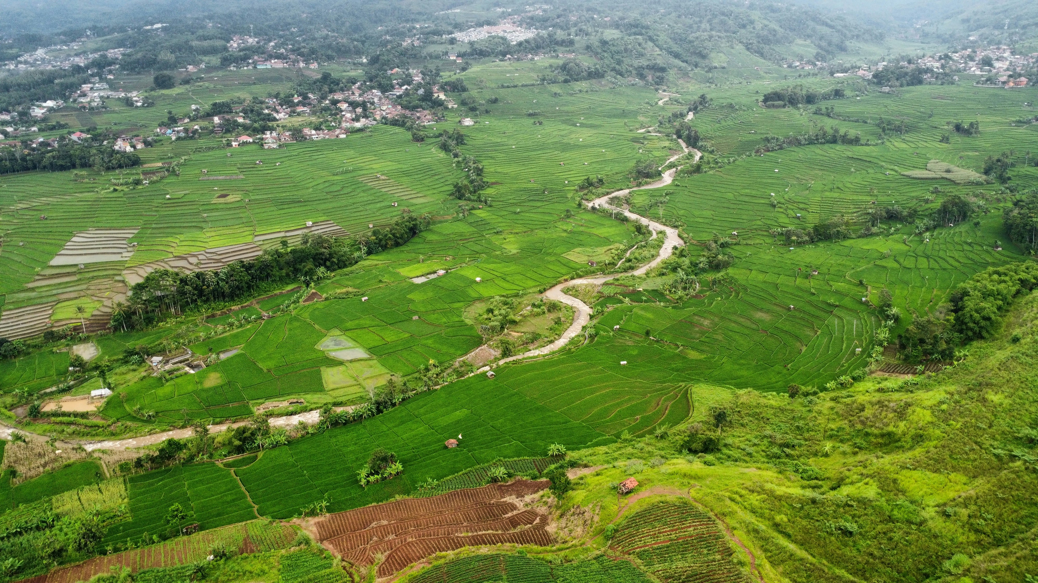 Aerial view of lush green rice paddies and a winding river.