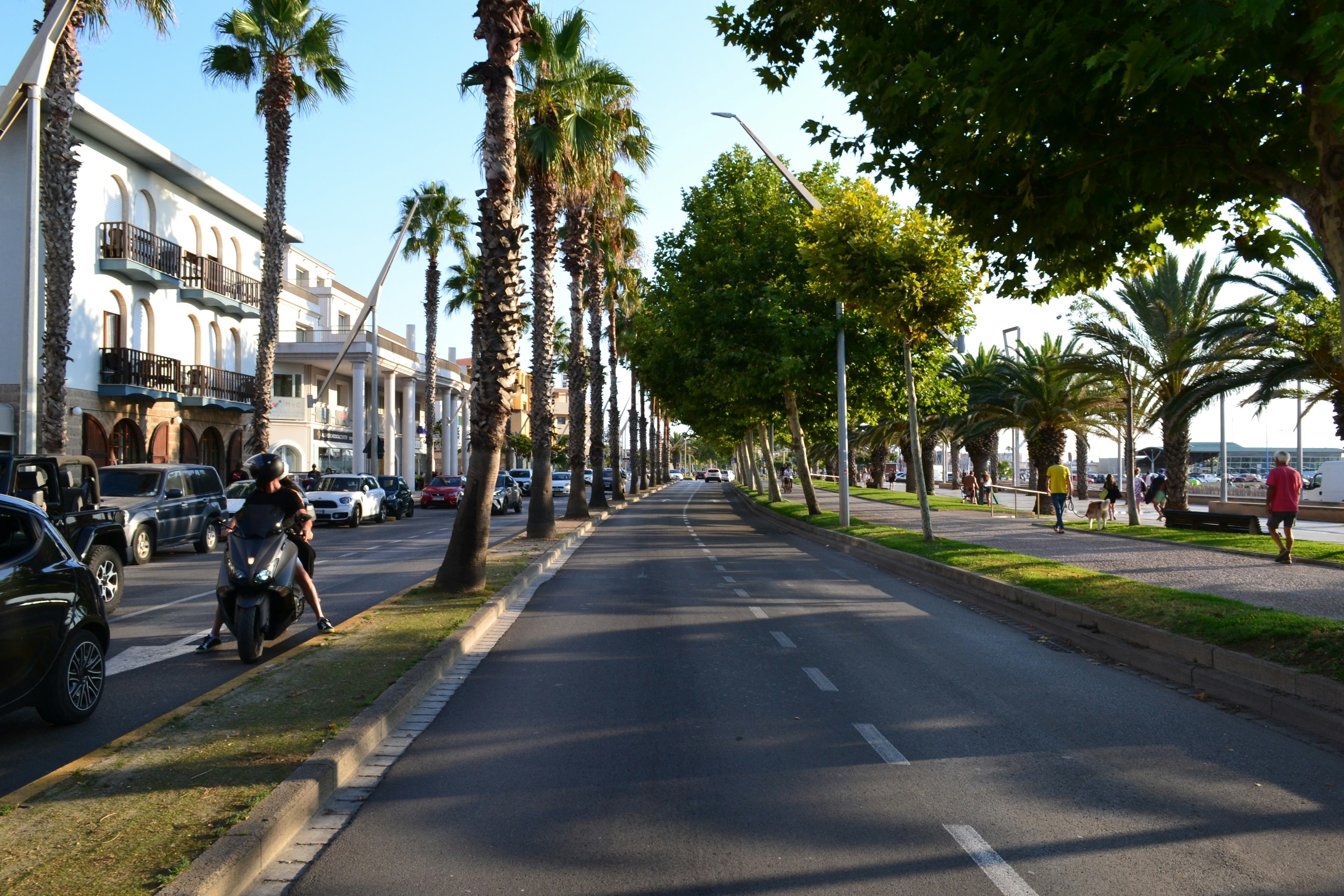 Palm trees line a sunny street with buildings and cars.