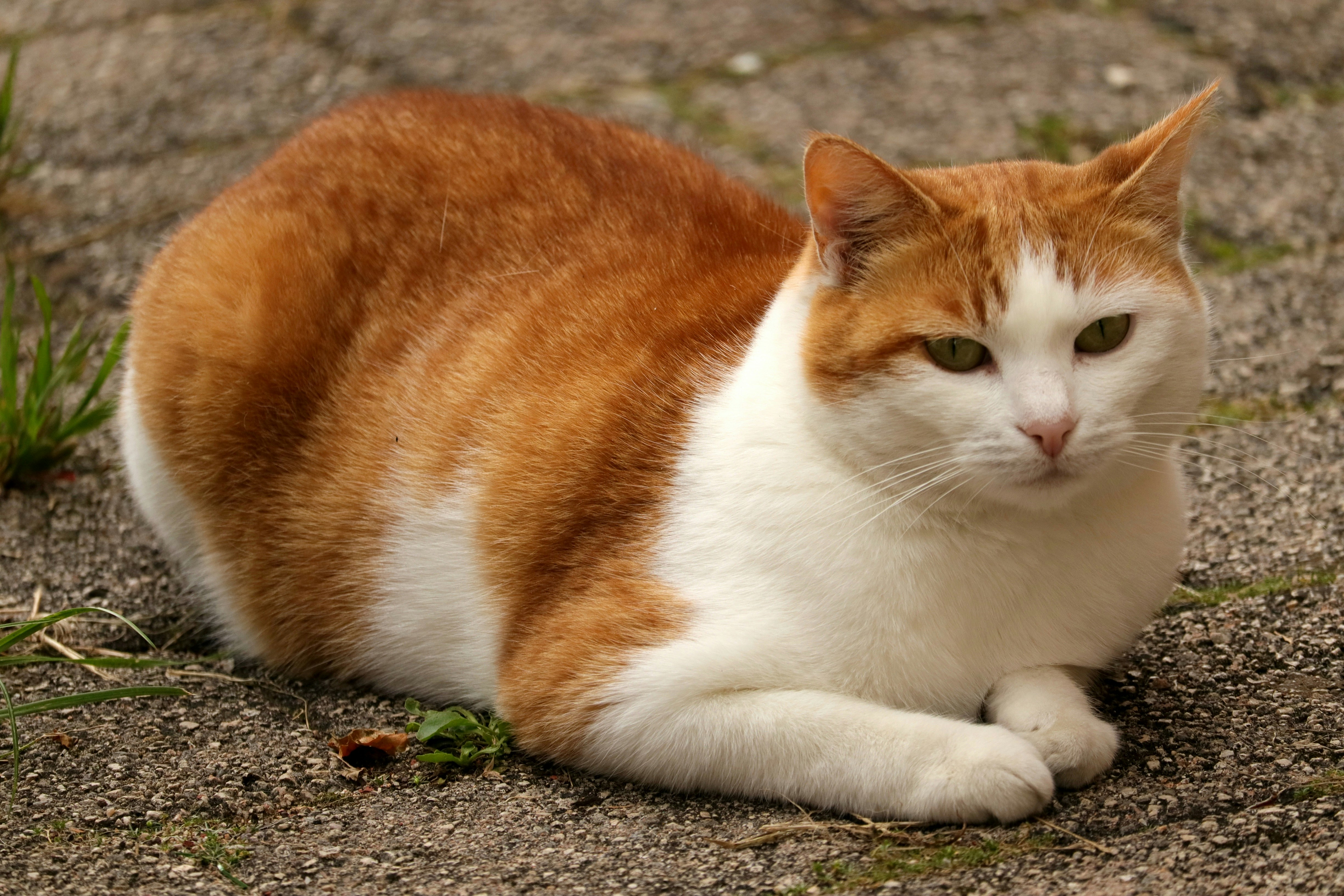 Orange and white cat resting on gravel.