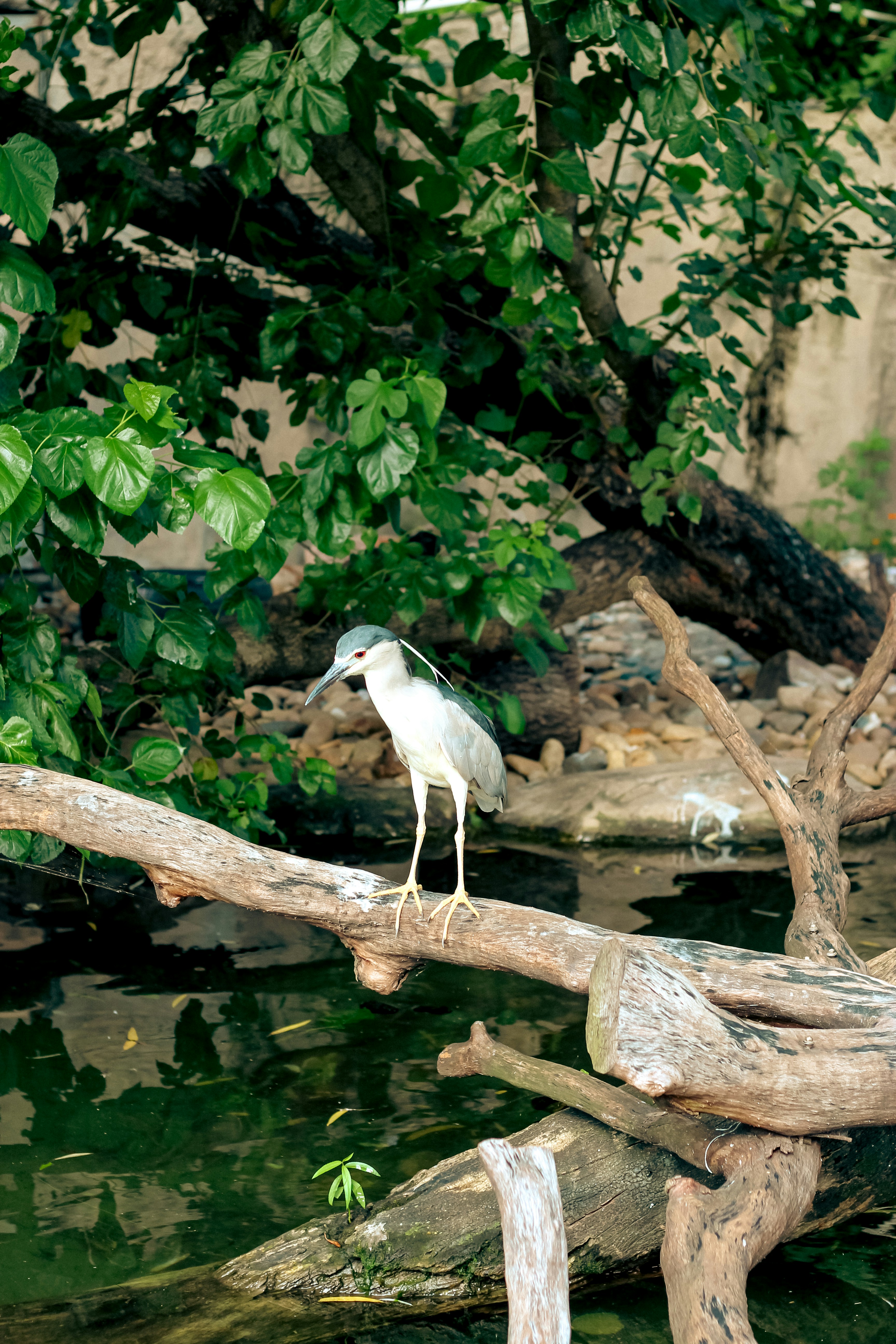 The Serene Watcher: A Heron's Moment