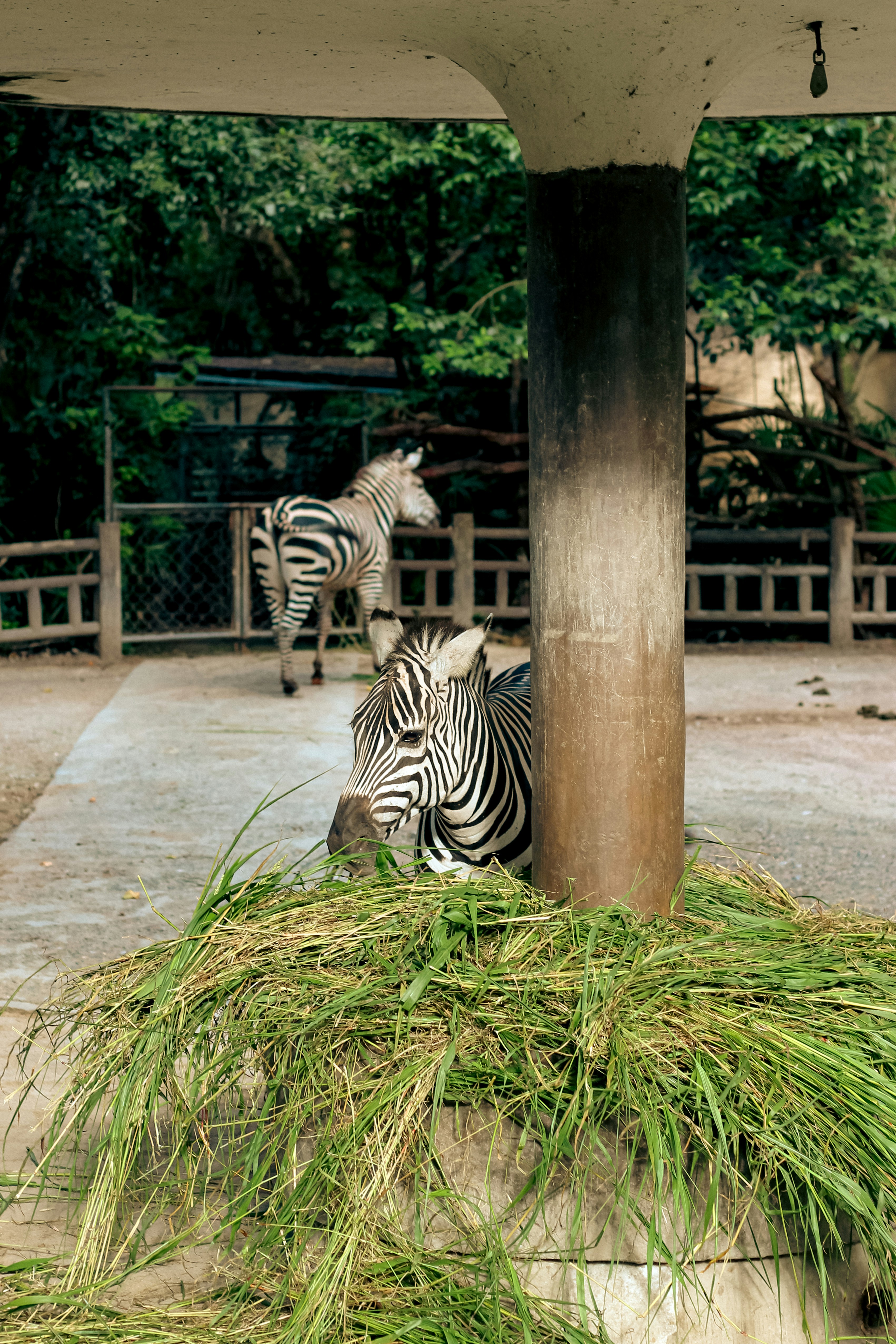 Zebra in Shade: A Pillar-Centered Moment by the Grass Ring