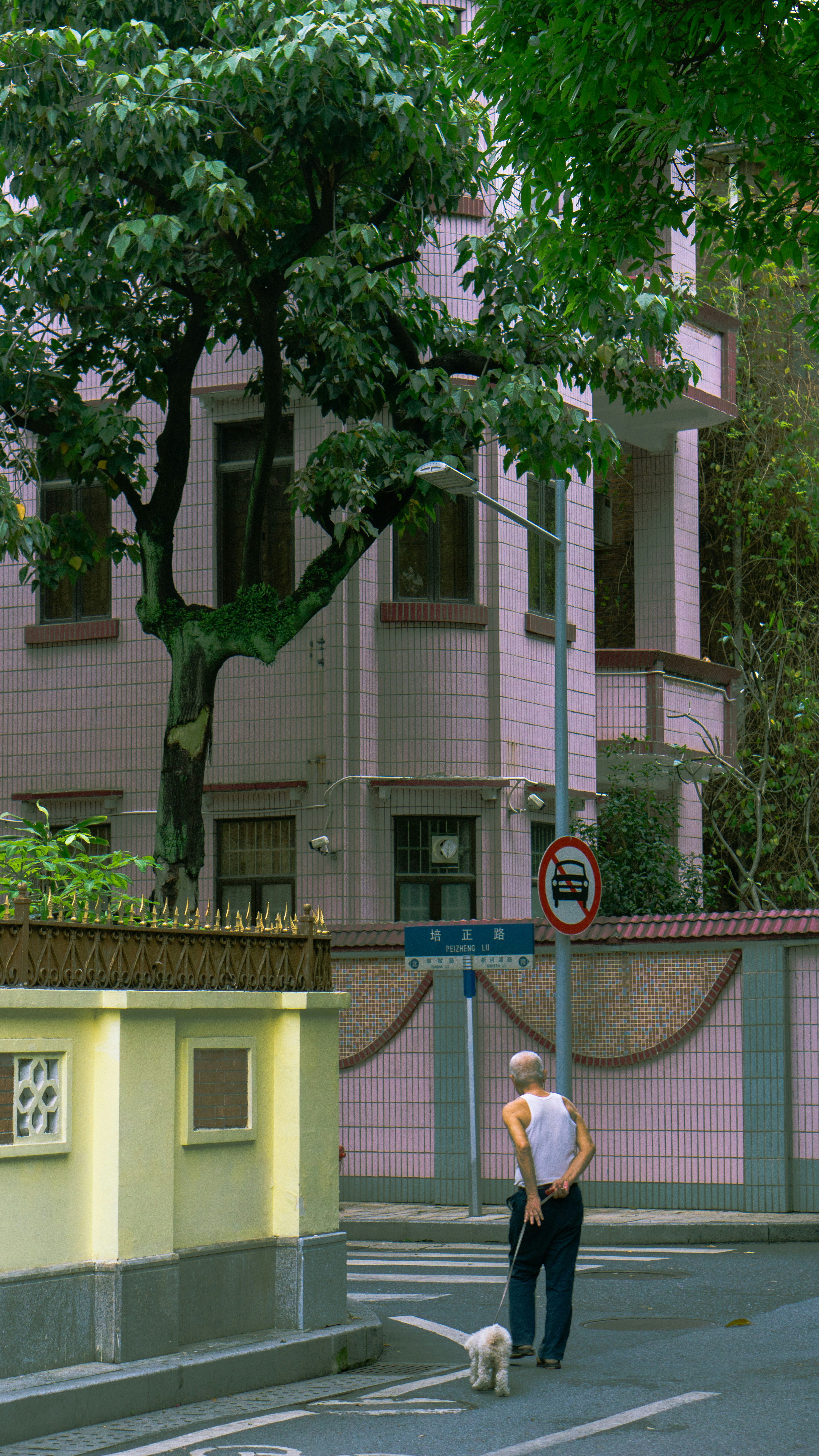 Man walks small dog on leash across street.
