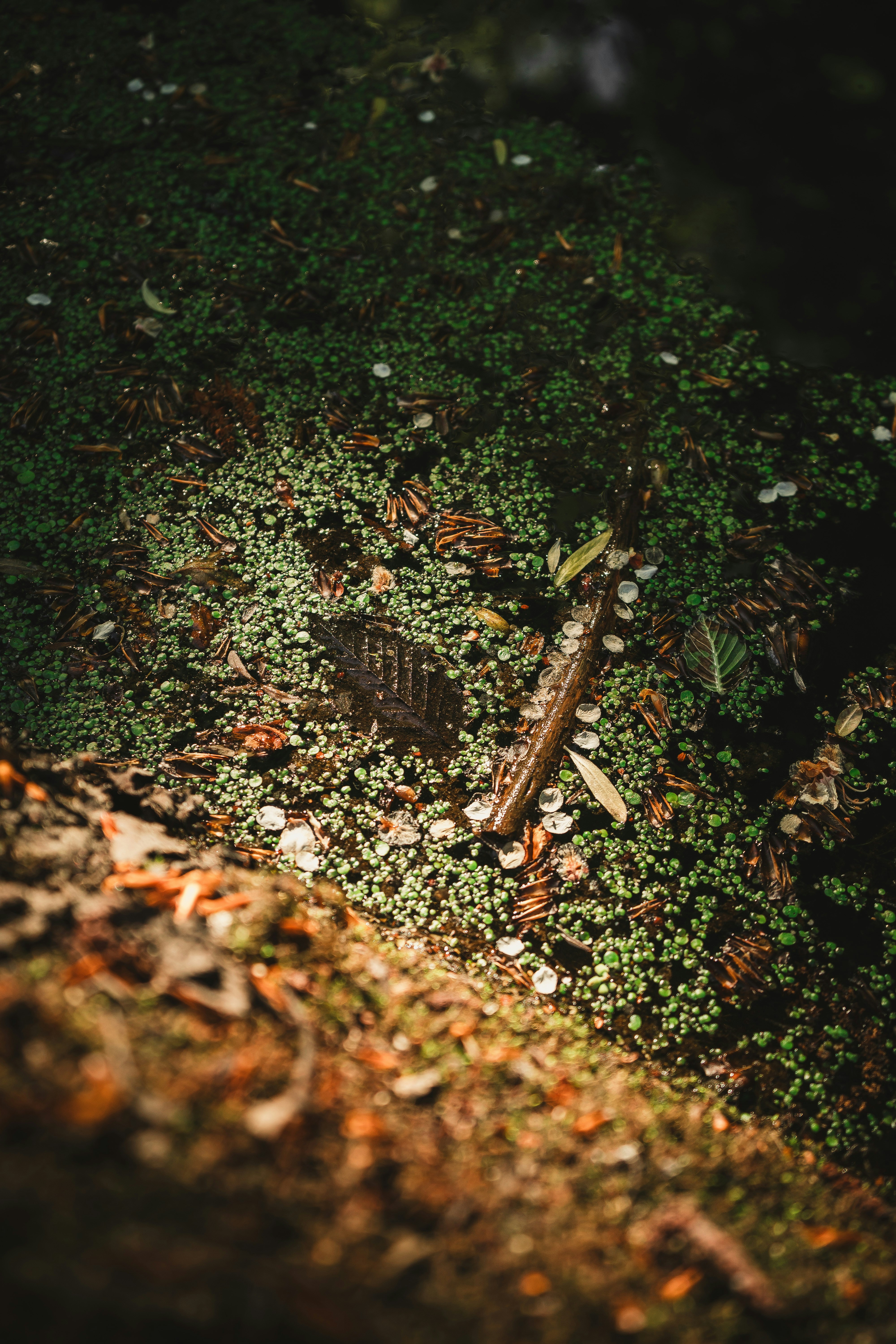 A turtle swims in water covered with green plants.