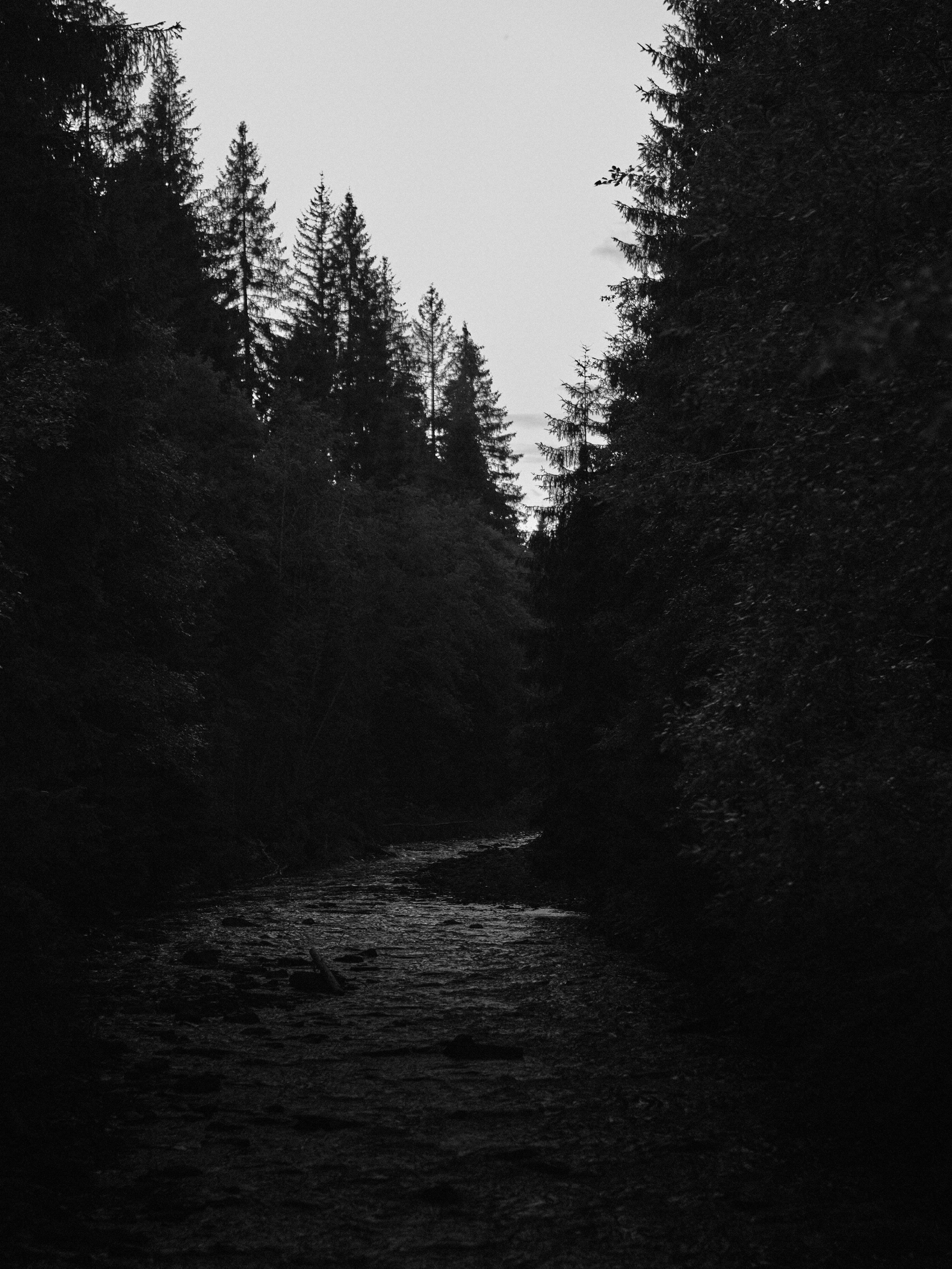 Dark forest path with tall evergreen trees