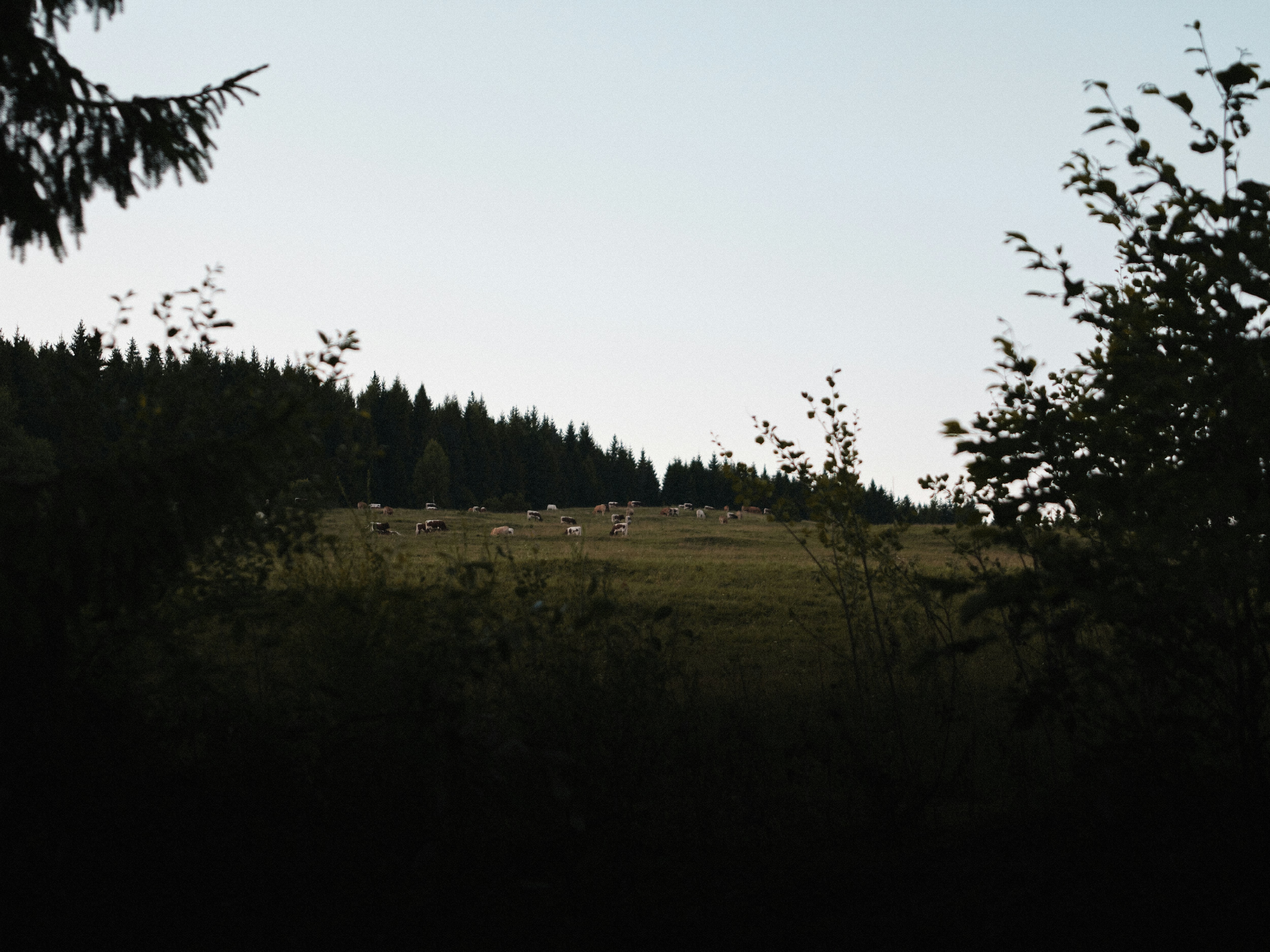 Grassy field with trees against a clear sky