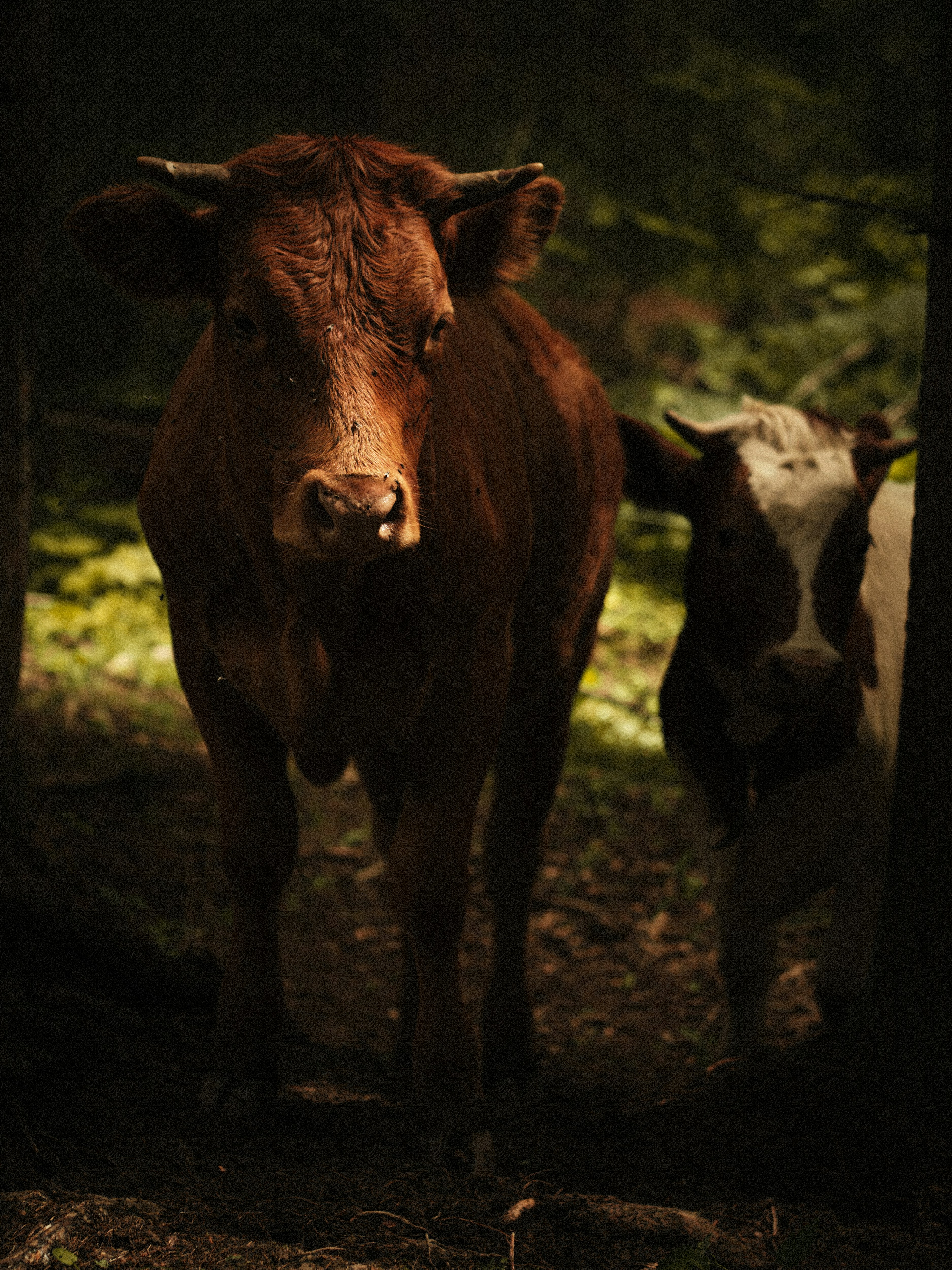 Dappled Quiet: Two Cows Standing in Forest Shade