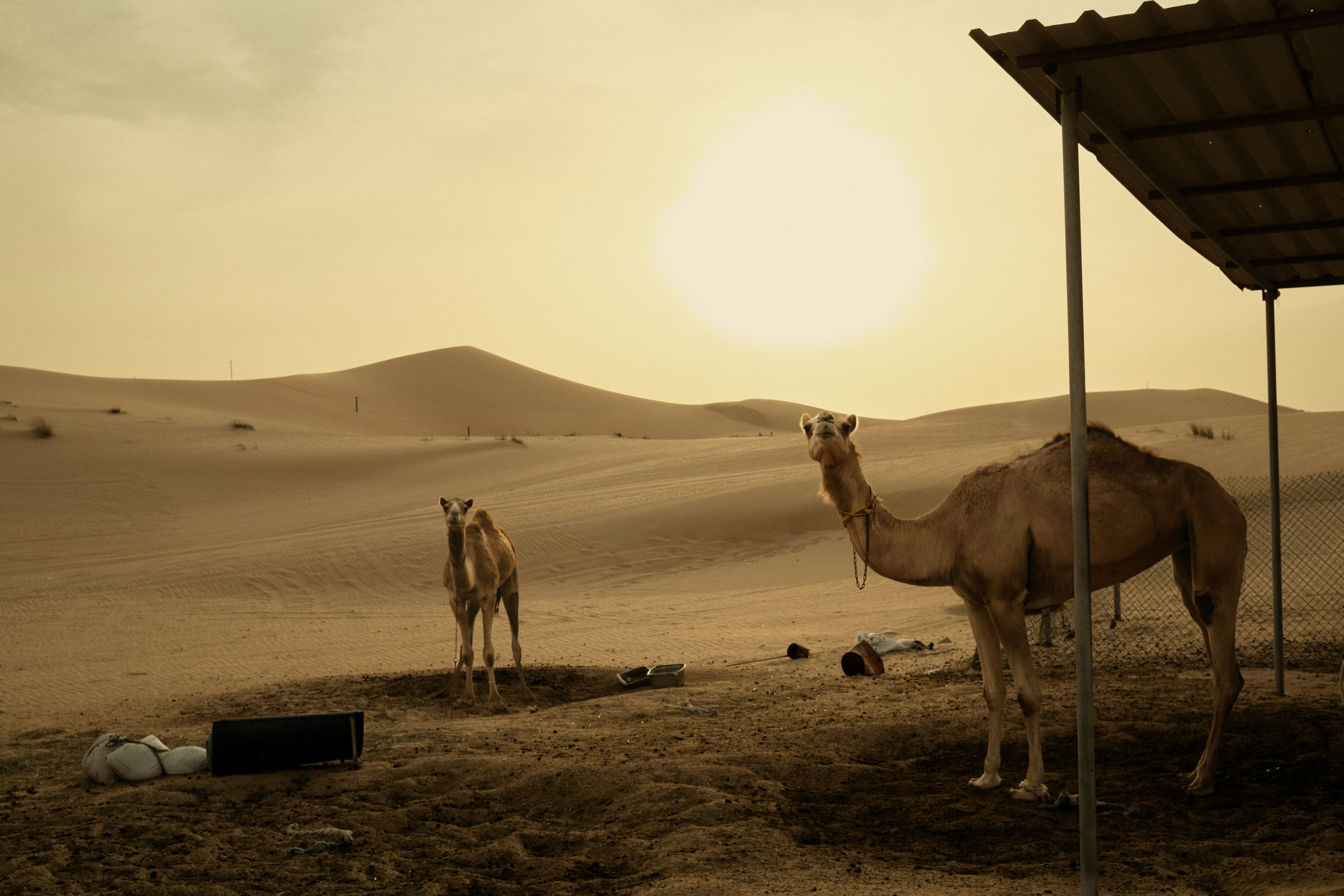 Camels resting under a shelter in a desert landscape.