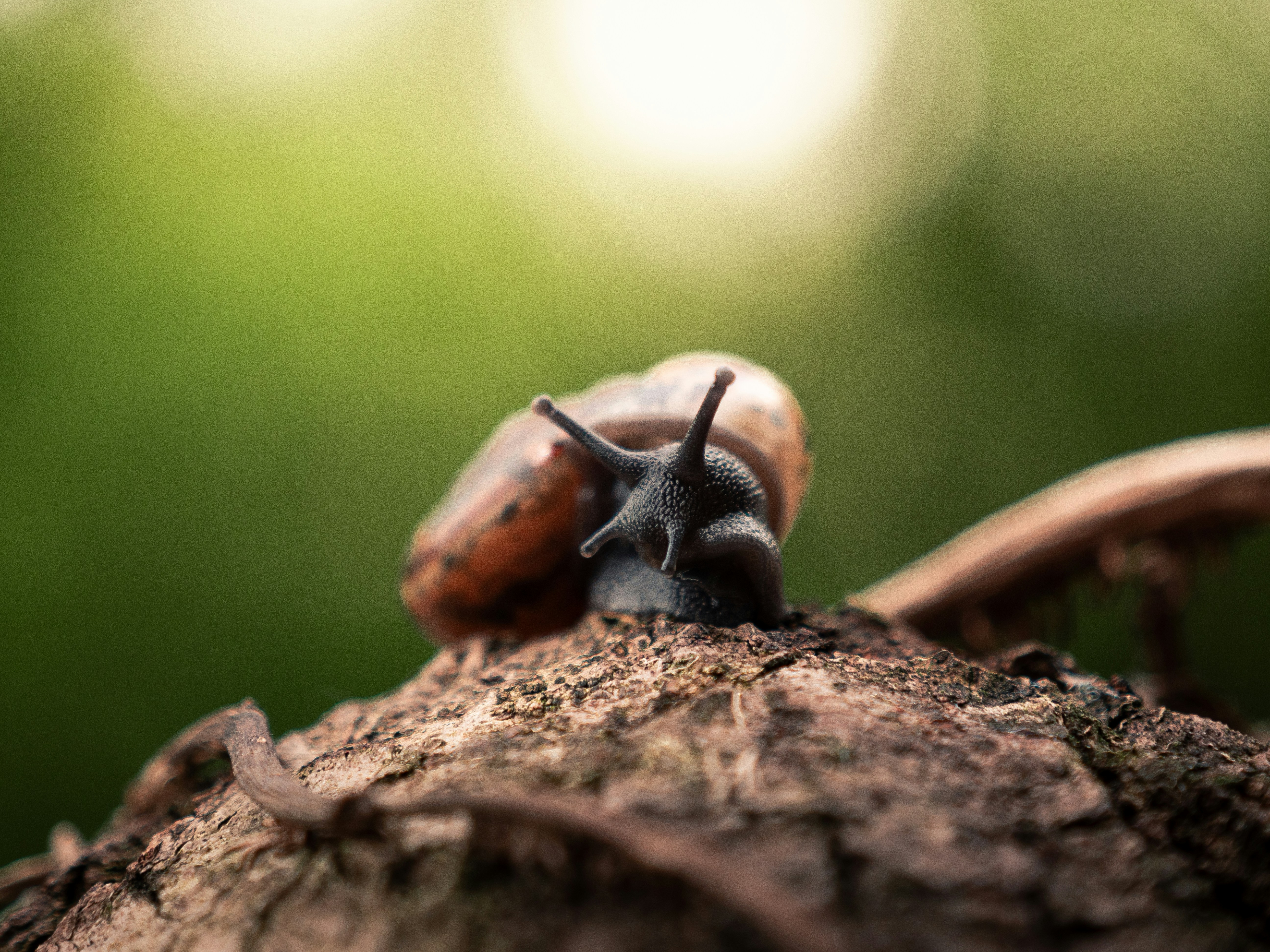 A close-up of a snail navigating a textured tree trunk, highlighting its delicate features against a soft, blurred green backdrop.