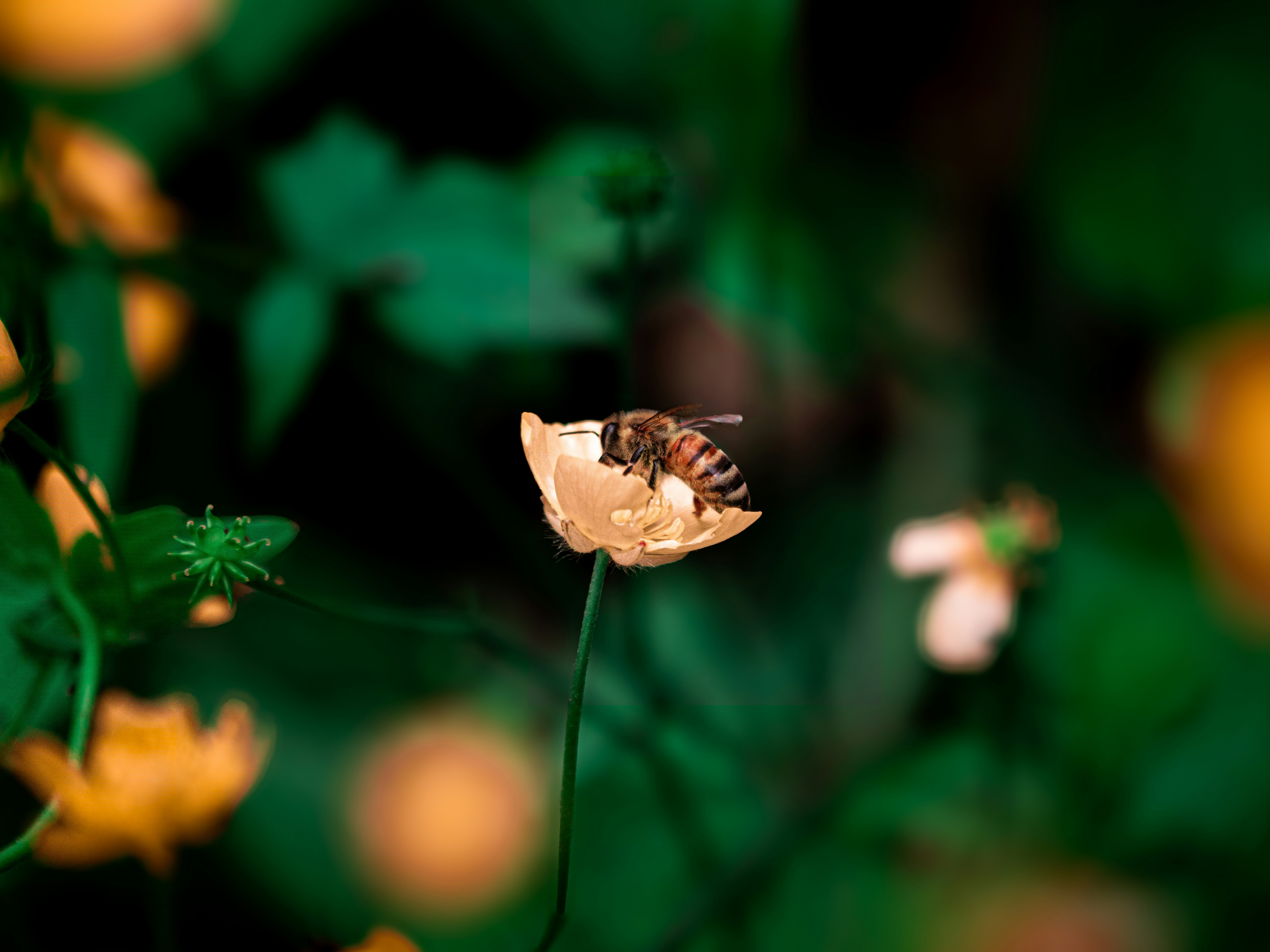 Harmony in Nature: The Pollinator's Dance