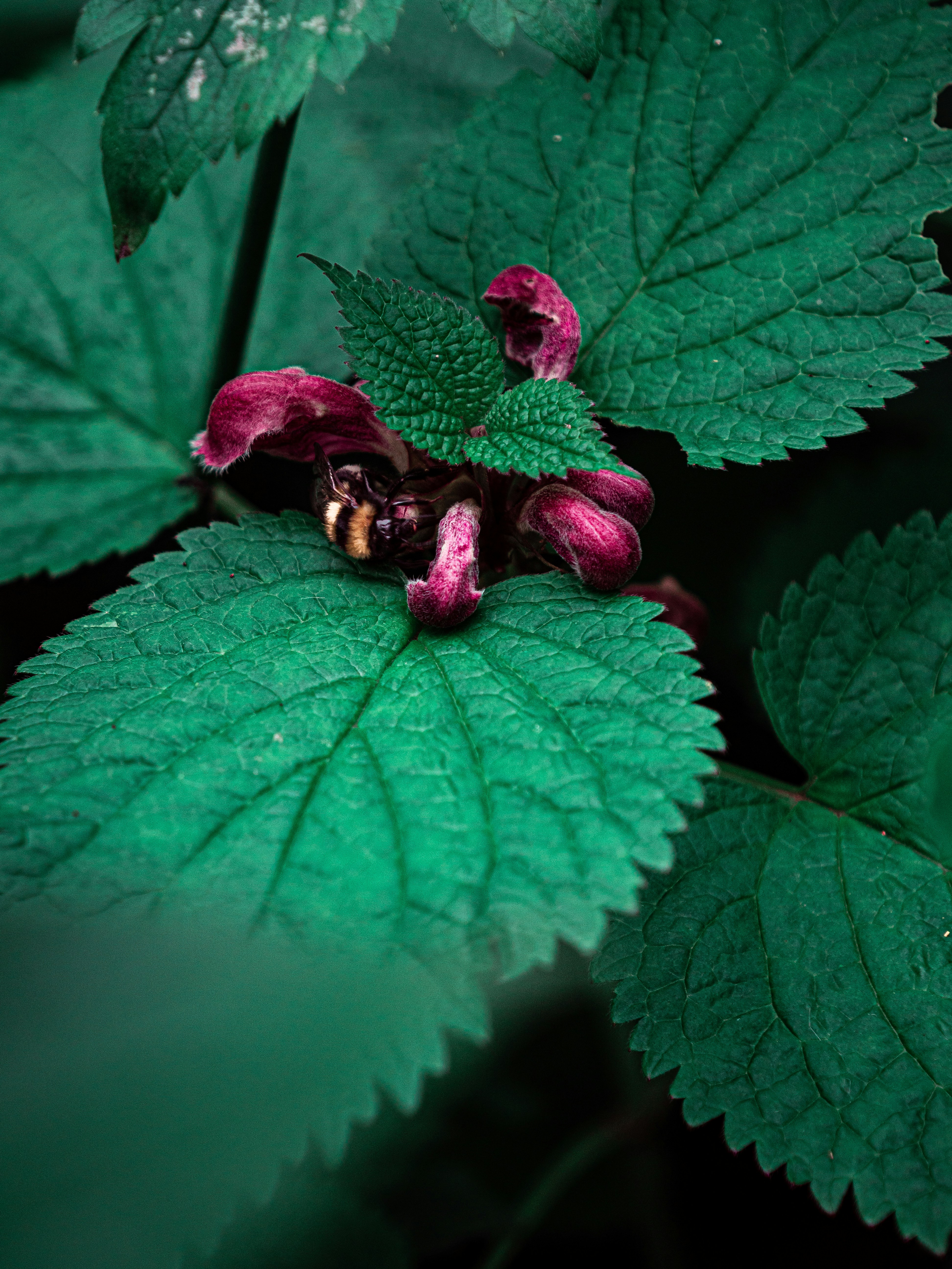 Emerald Leaves and Velvet Flower Bloom with Hovering Bee
